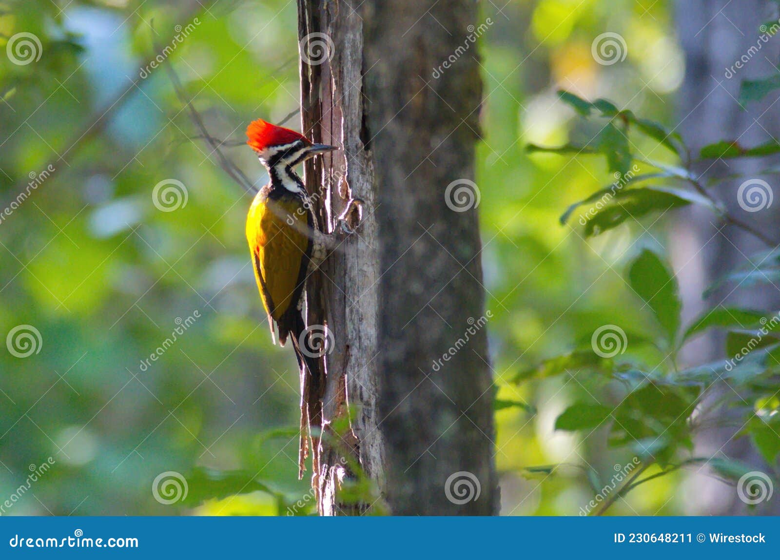 Common Flameback Woodpecker Bird Stock Image - Image of birds ...