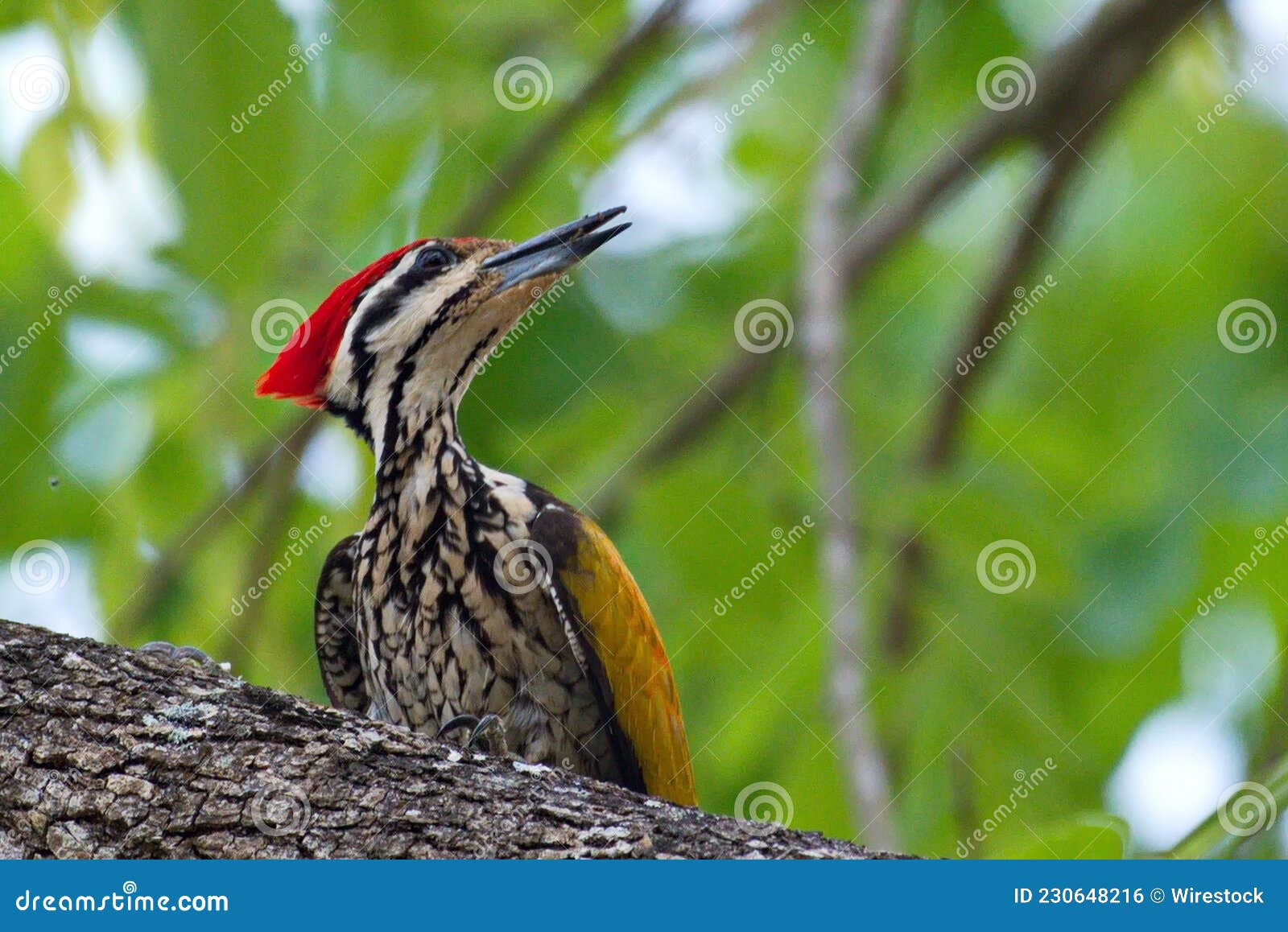 Common Flameback - Dinopium Javanense - Or Goldenback Is A Beautiful ...