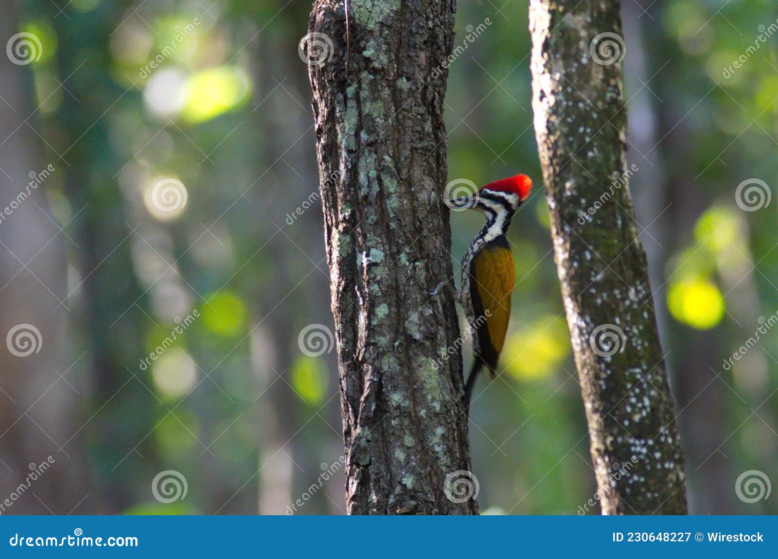 Common Flameback Woodpecker Bird Stock Image - Image of birding ...