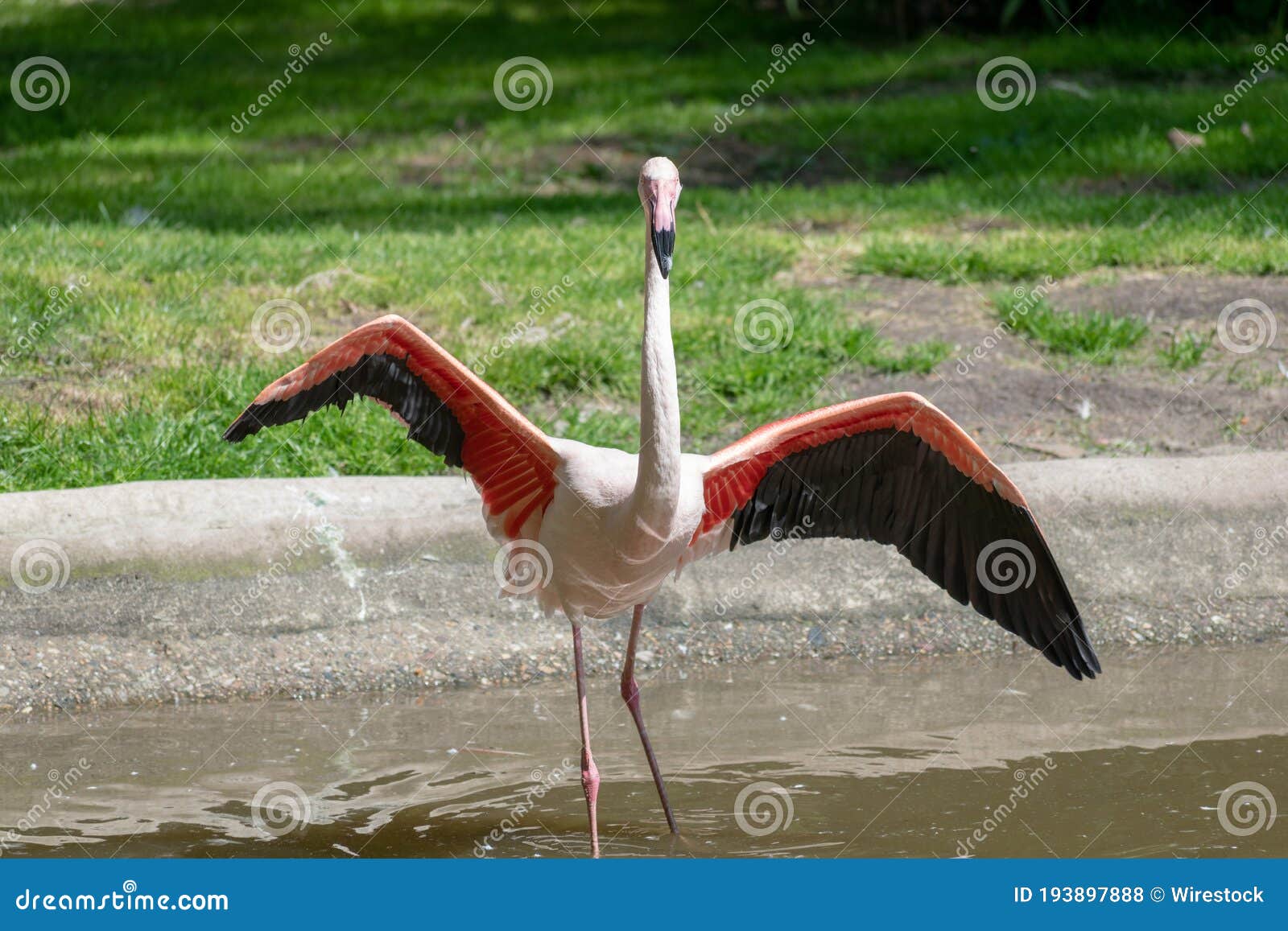 Common Flamingo with Open Wings in a Pond Stock Photo - Image of lake ...