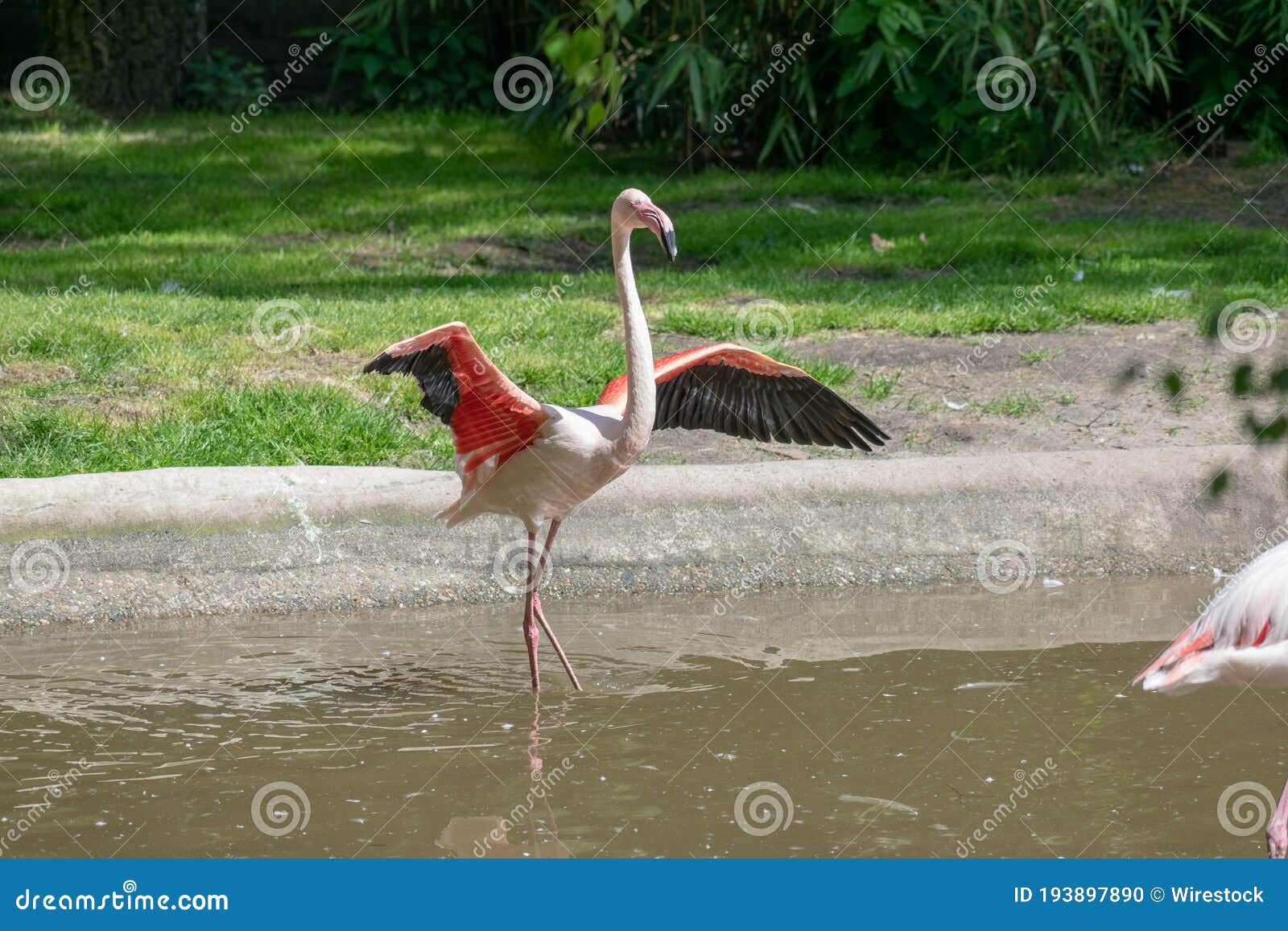 Common Flamingo with Open Wings in a Pond Stock Photo - Image of ...