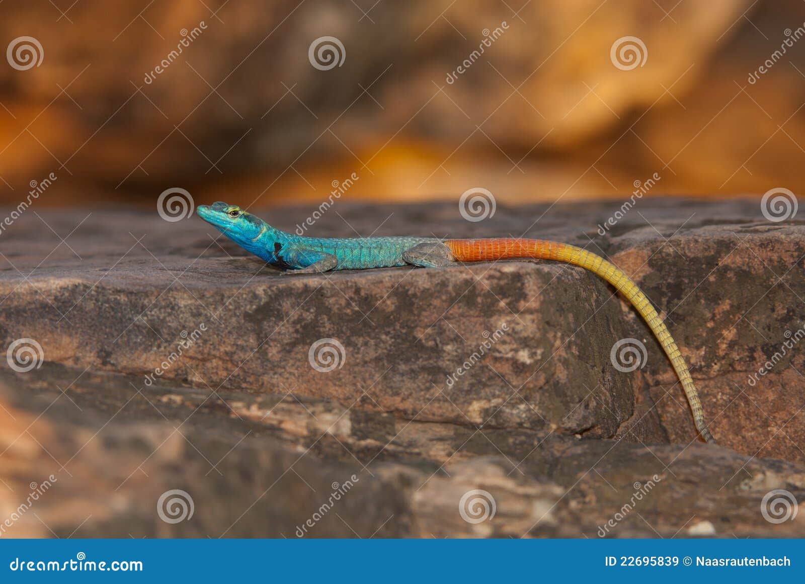 Common flat lizard stock image. Image of flat, intermedius - 22695839