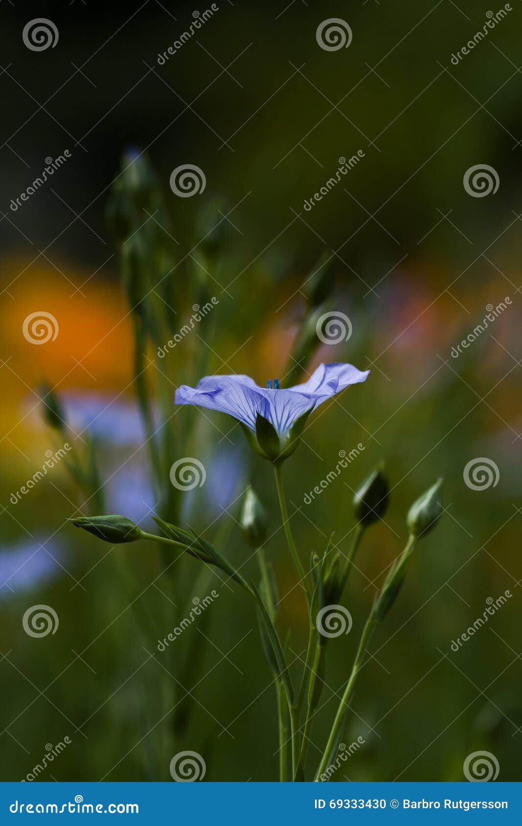 Common flax stock photo. Image of flowers, plant, blooms - 69333430