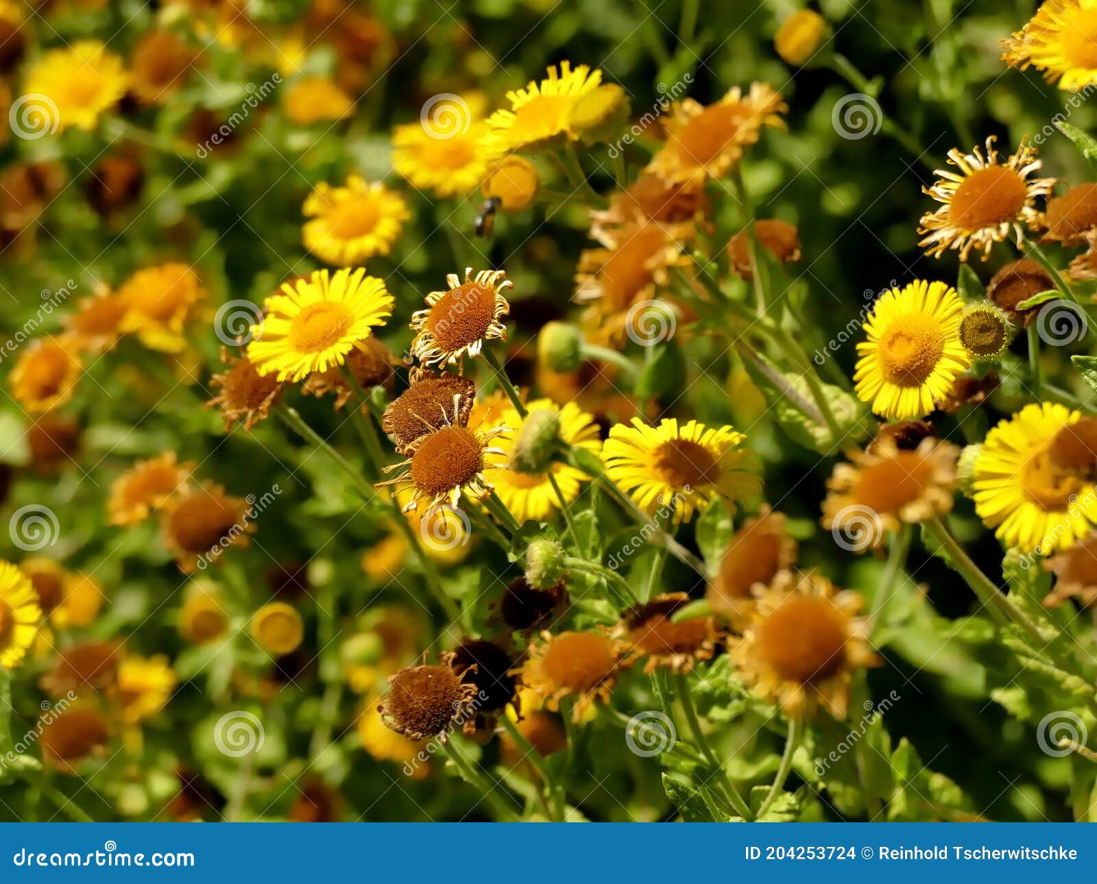 The Common Fleabane, Medicinal Herb with Flower in Summer Stock Photo ...