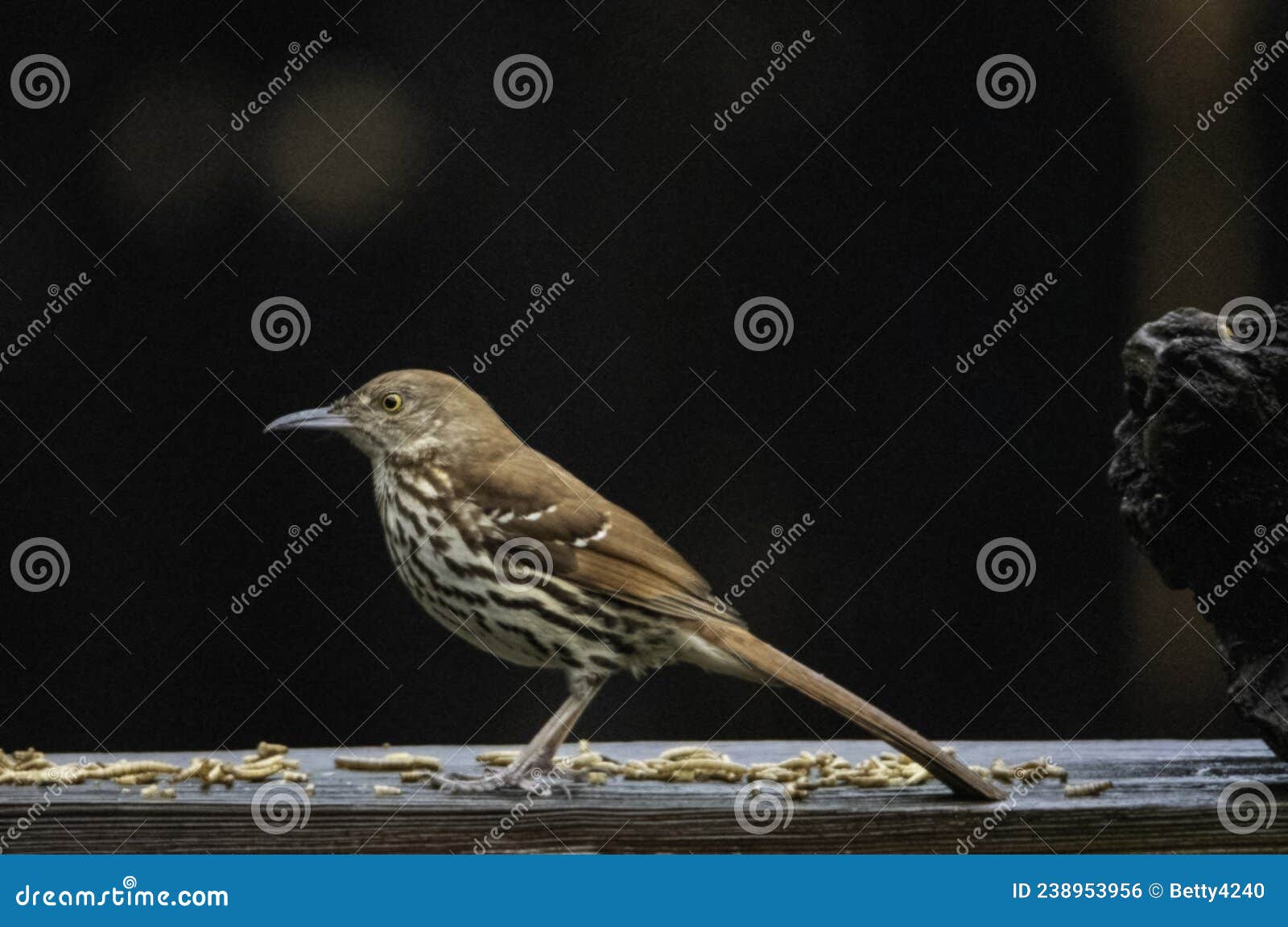 Common Flicker Feeding on Mealworms. Stock Photo - Image of sunflower ...
