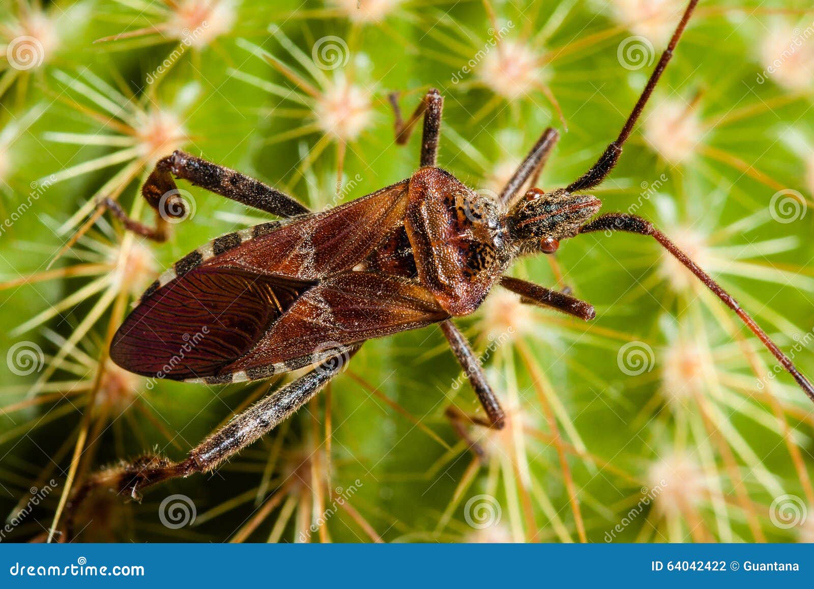 Common flowerbug, stock photo. Image of damselfly, ladybug - 64042422