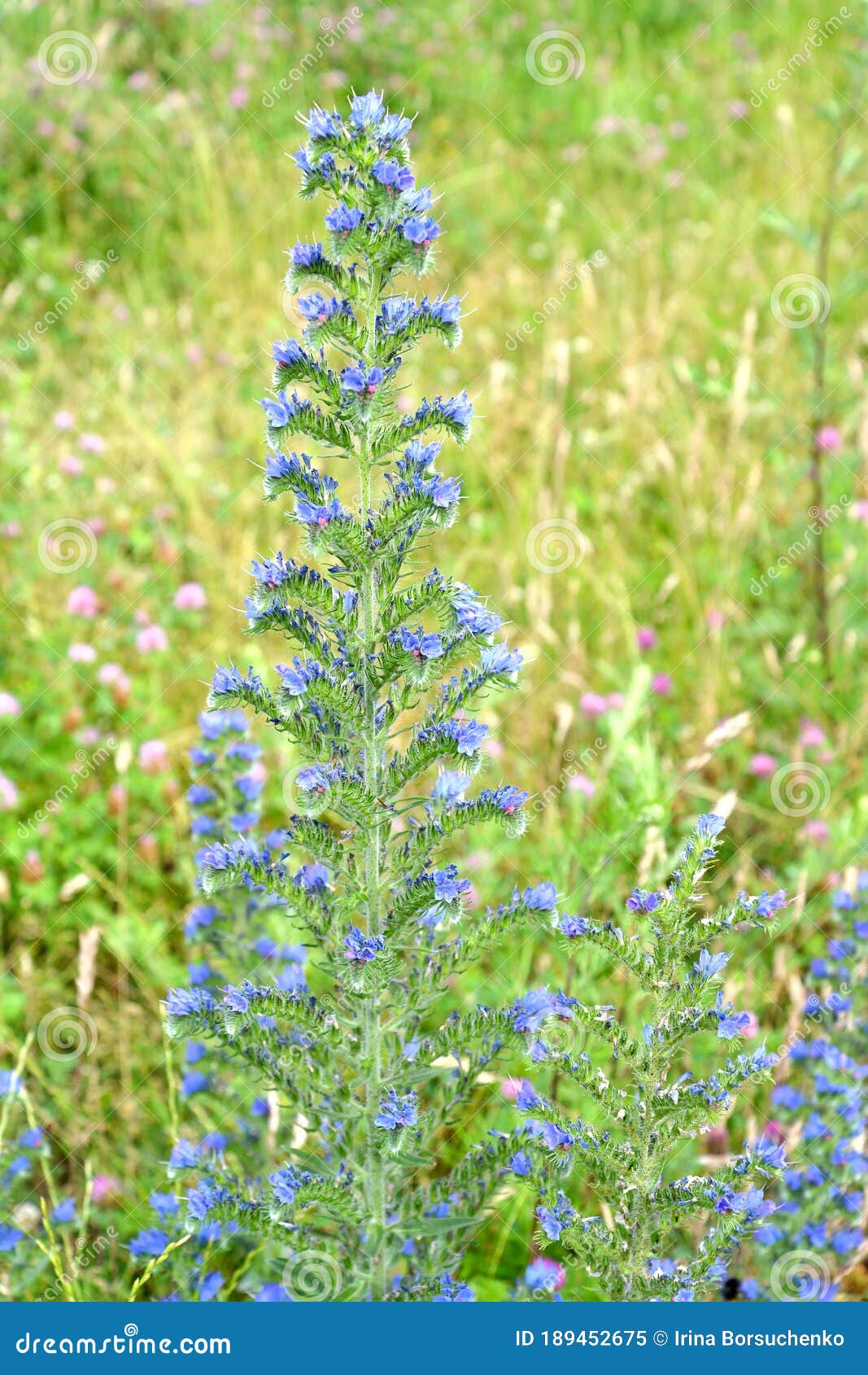 Common Flowering Bruise Echium Vulgare L Stock Image - Image of ...