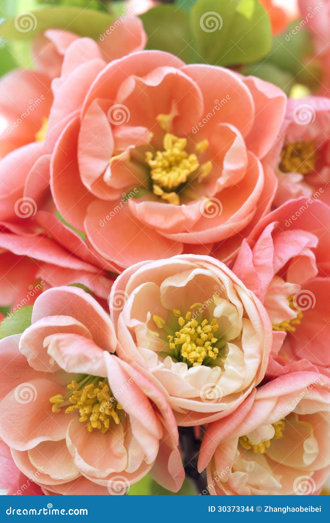 Common flowering quince stock photo. Image of quince - 30373344