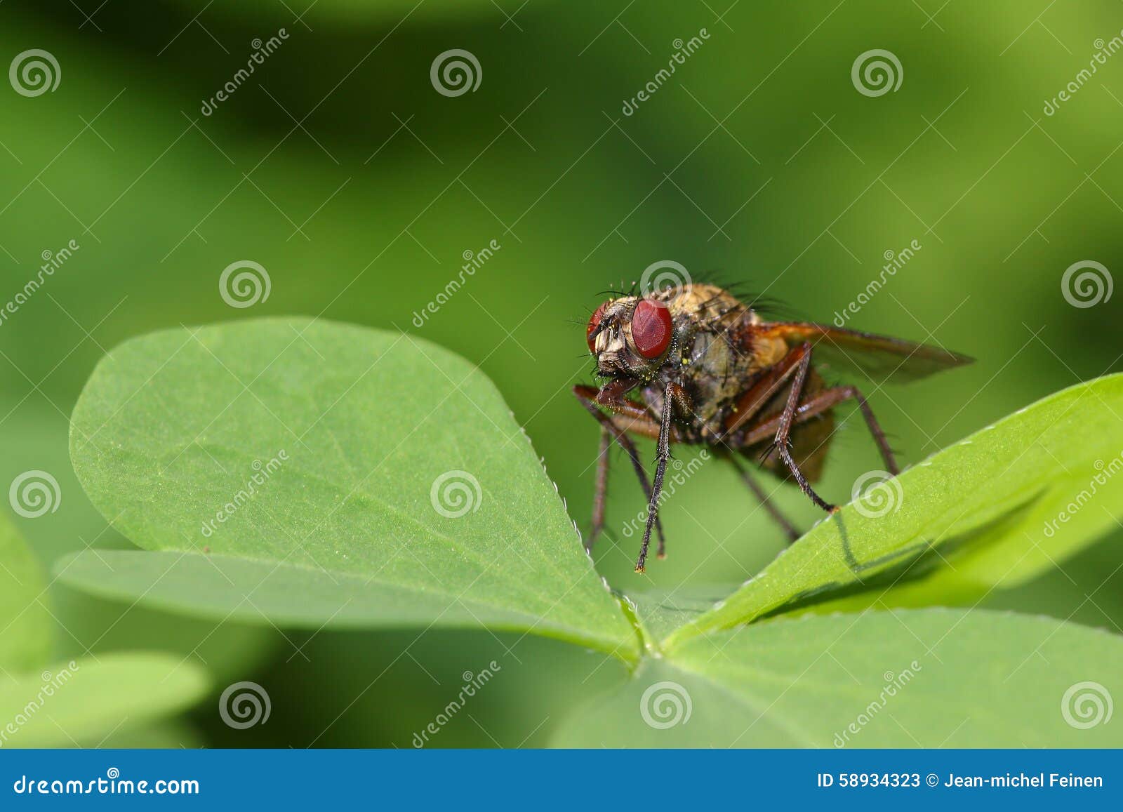 Common fly on a leaf stock image. Image of insect, eyes - 58934323