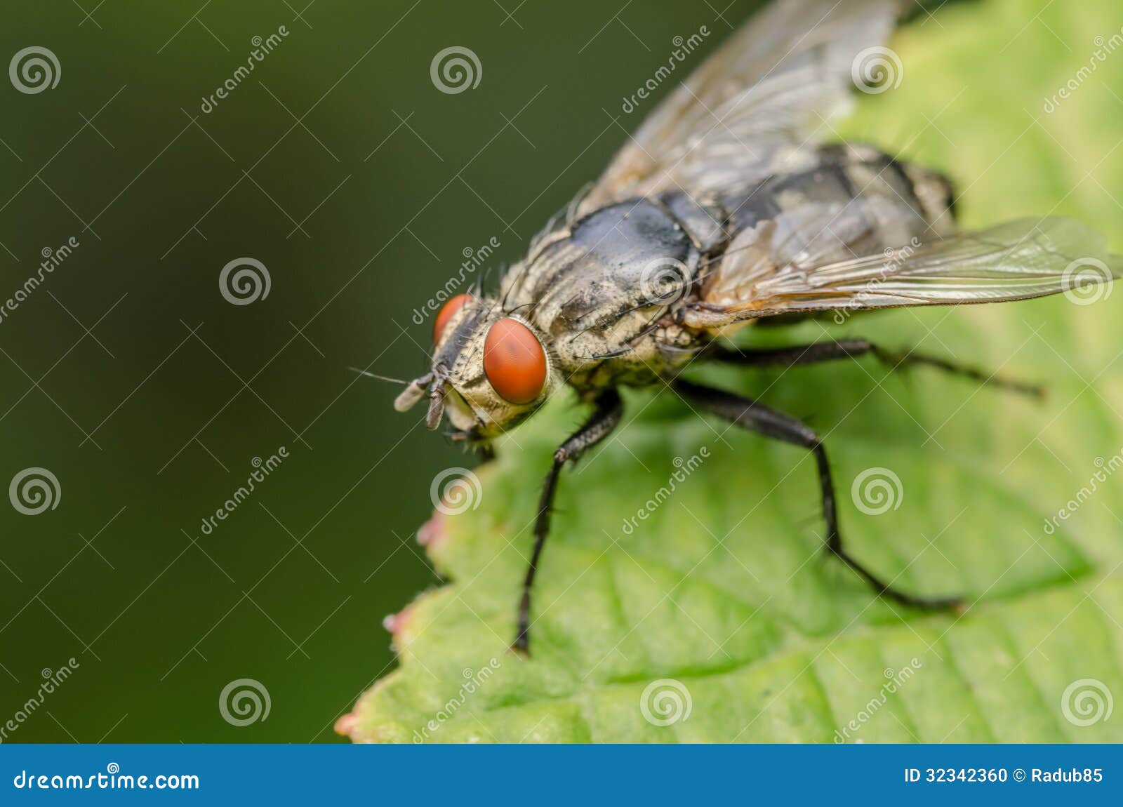 Common Fly Macro stock photo. Image of house, animal - 32342360
