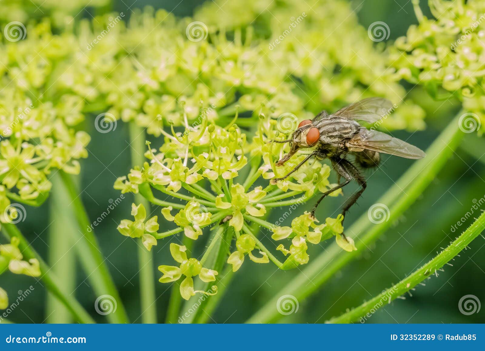 Common Fly stock image. Image of life, plant, closeup - 32352289