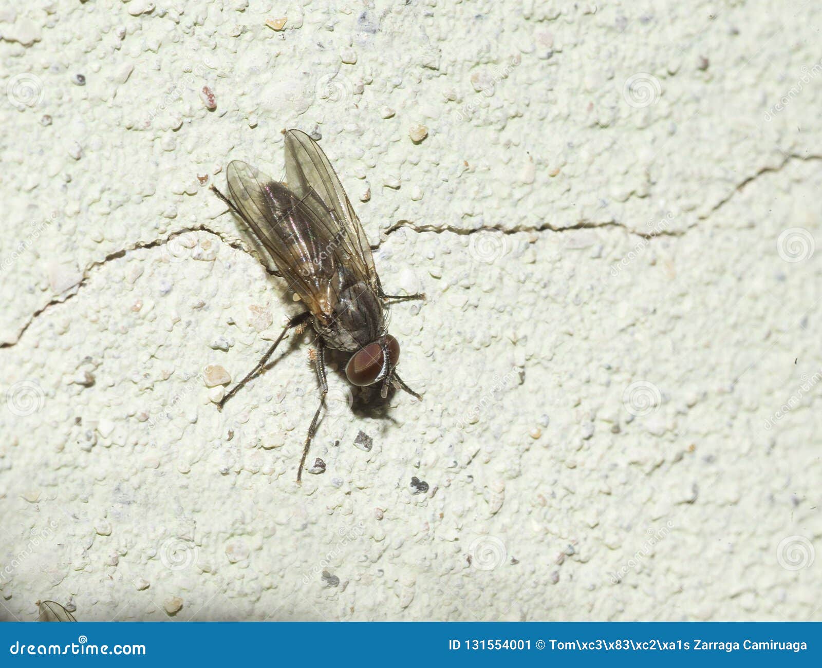 Common Fly Perched on a Grey Wall Stock Image - Image of animal, wall ...