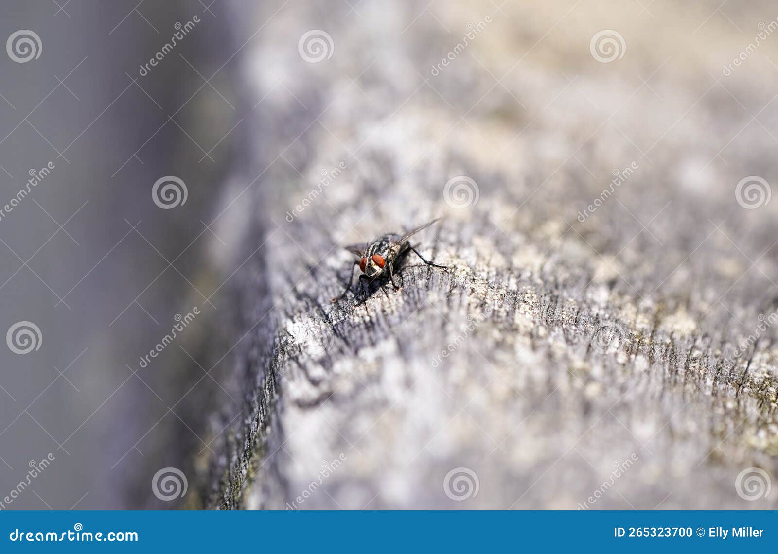Common fly with red eyes stock photo. Image of insect - 265323700