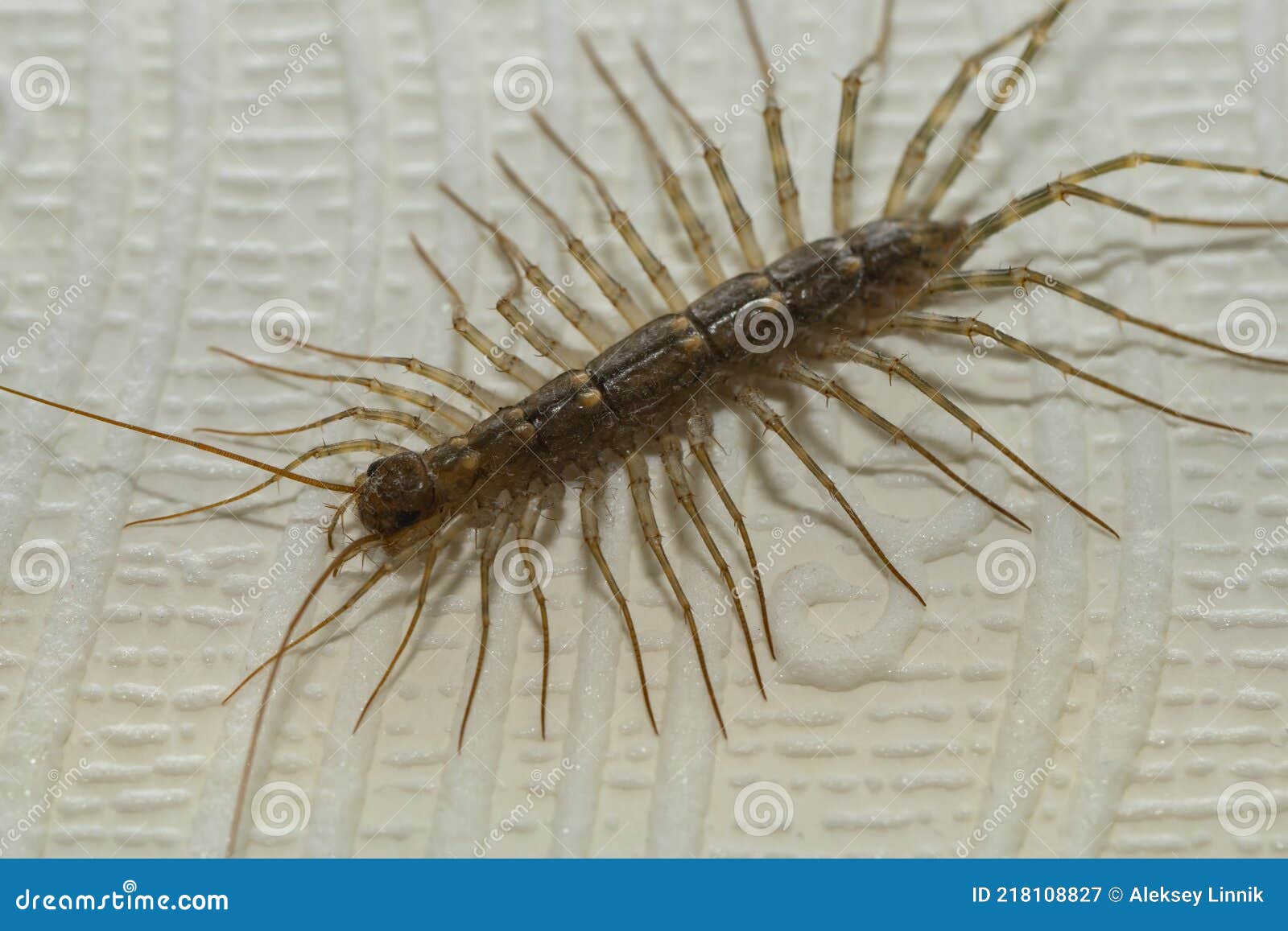 Common Flycatcher Millipede on the Wall Stock Image - Image of close ...