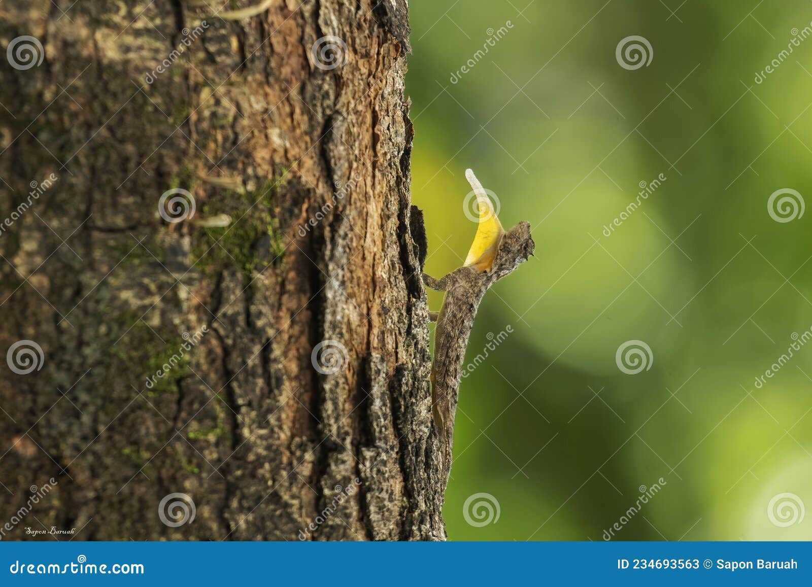 Common flying dragon stock image. Image of flying, green - 234693563