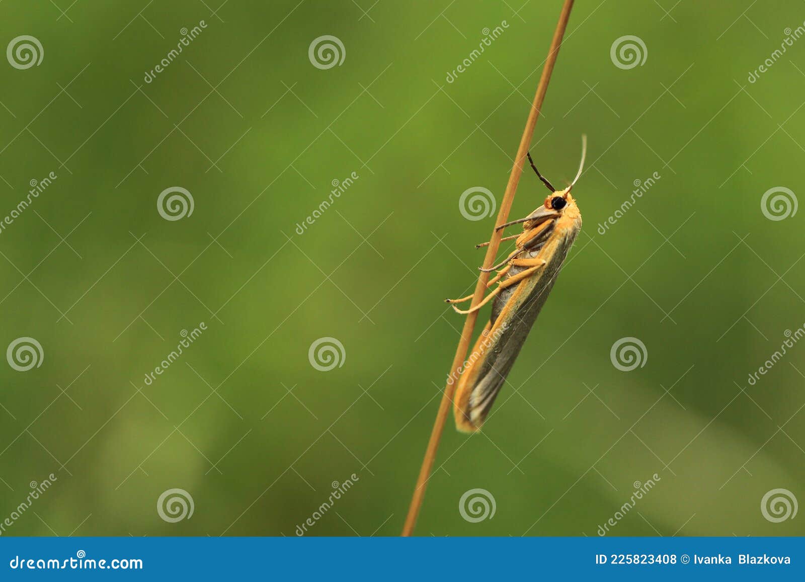Common footman moth stock photo. Image of summer, common - 225823408