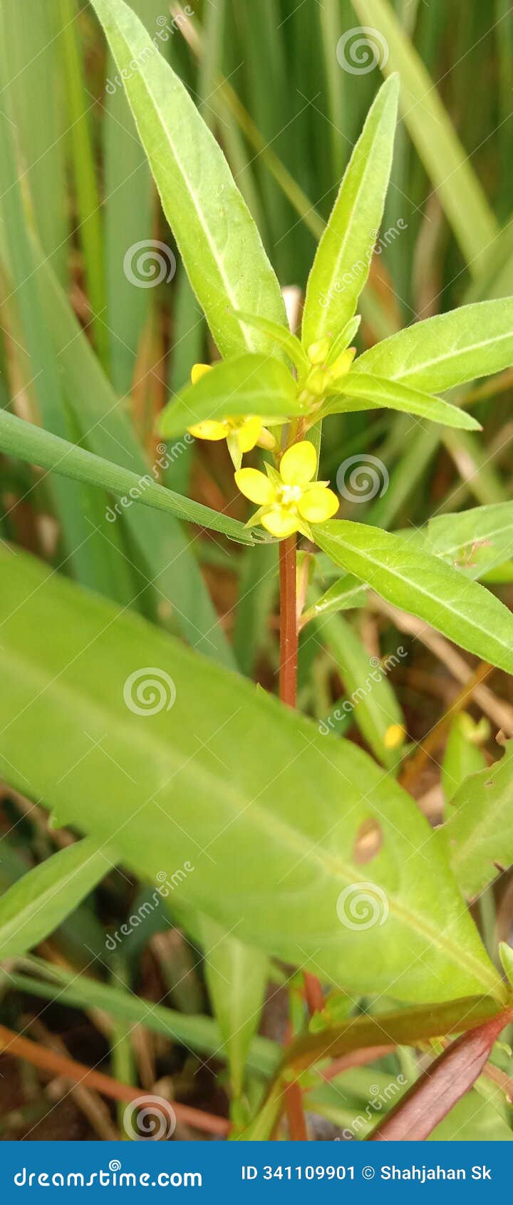 Common Forest Skink (Sphenomorphus Maculates) Royalty-Free Stock ...