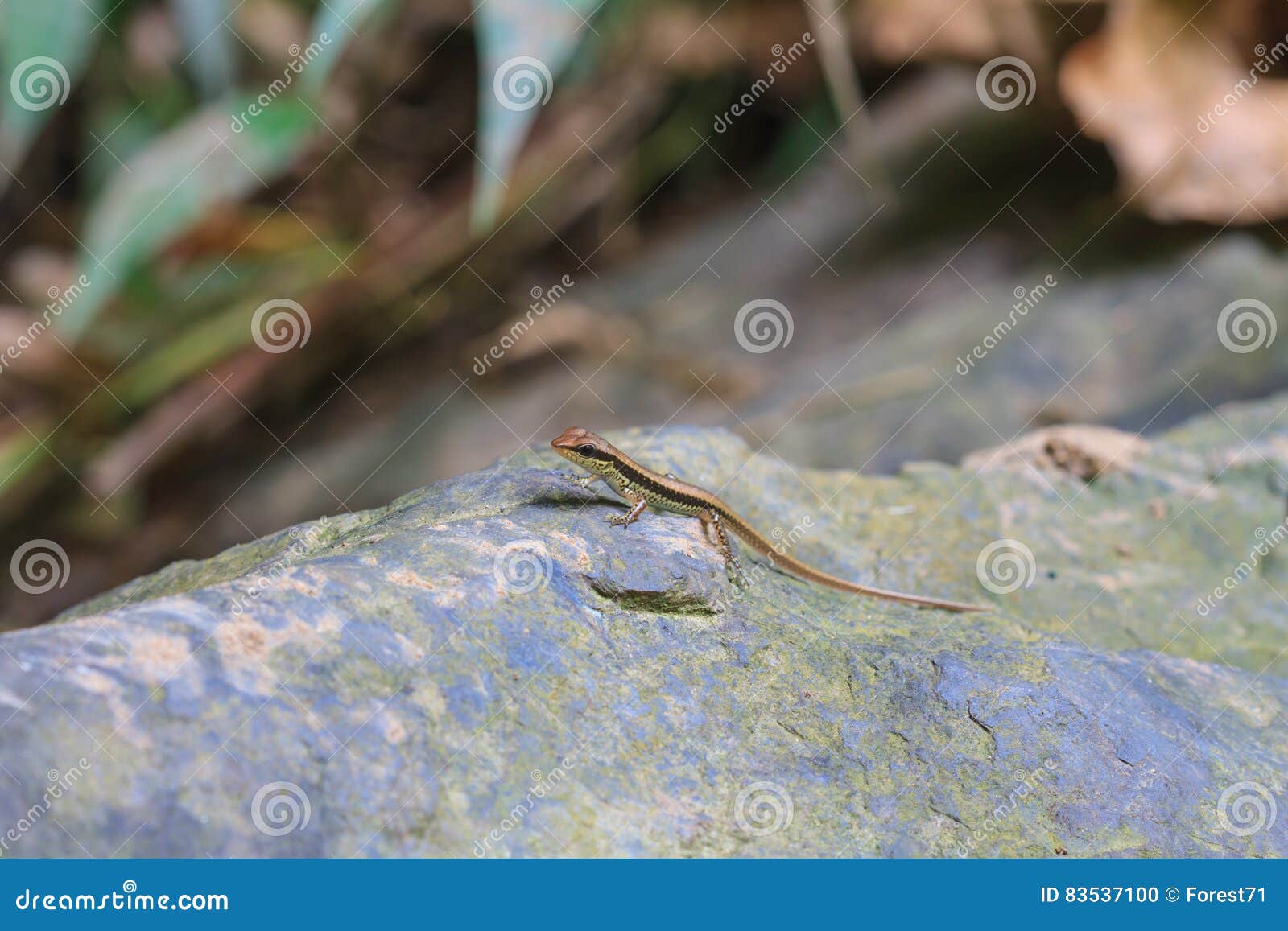 Common Forest Skink in Forest Stock Photo - Image of reptile, nature ...