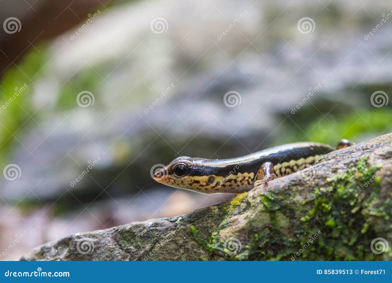 Common Forest Skink in Forest Stock Image - Image of rest, scincidea ...