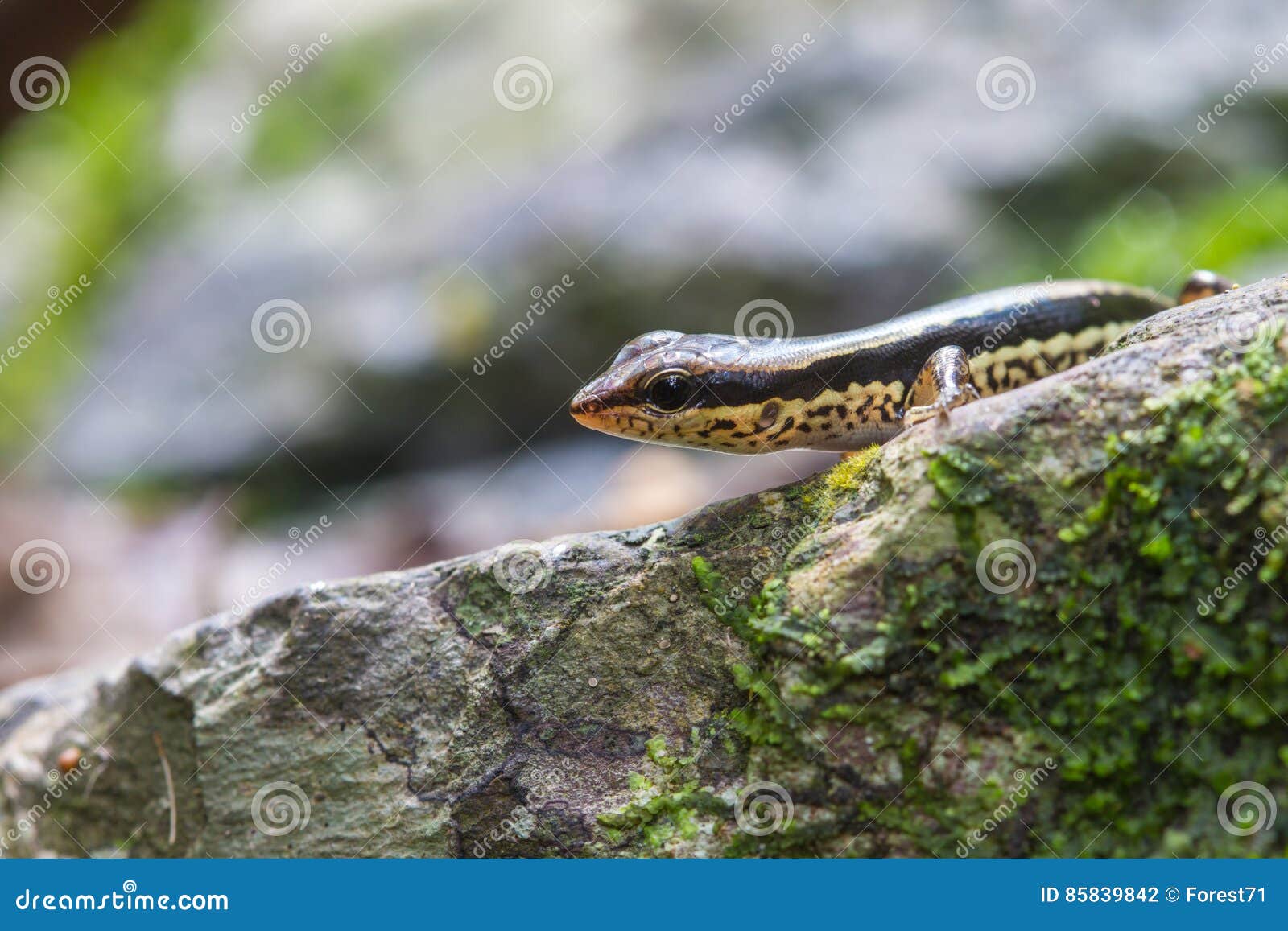 Common Forest Skink in Forest Stock Photo - Image of rest, looking ...