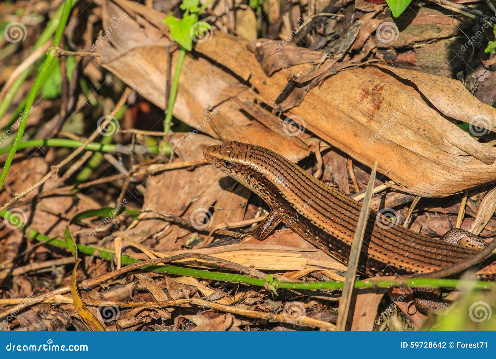 Common Forest Skink stock photo. Image of tree, hole - 59728642