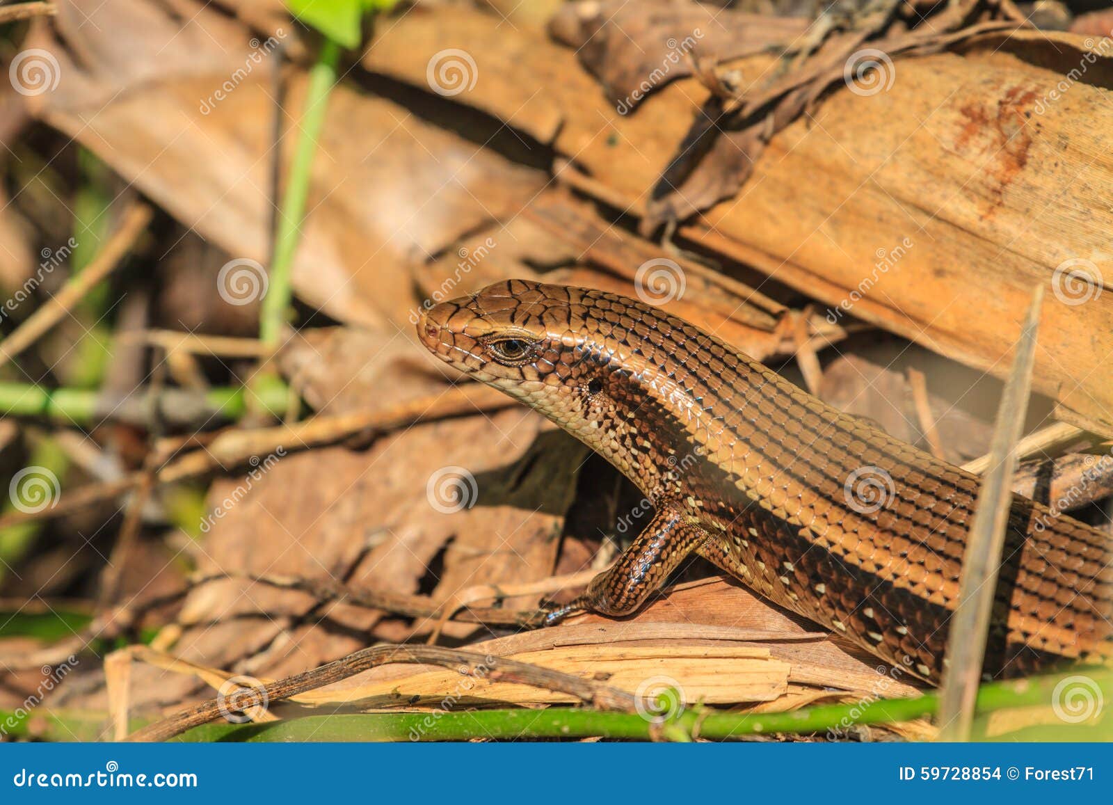 Common Forest Skink stock photo. Image of watch, tree - 59728854