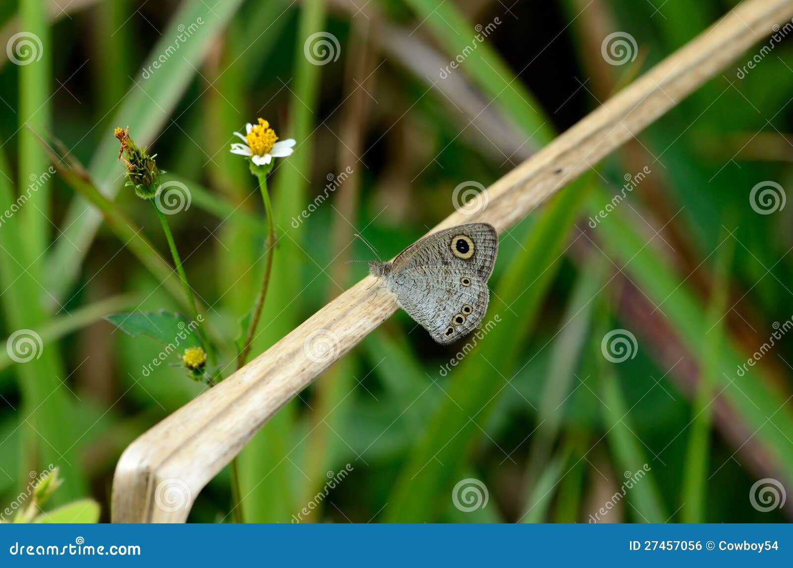 Common Four-ring butterfly stock photo. Image of outdoor - 27457056