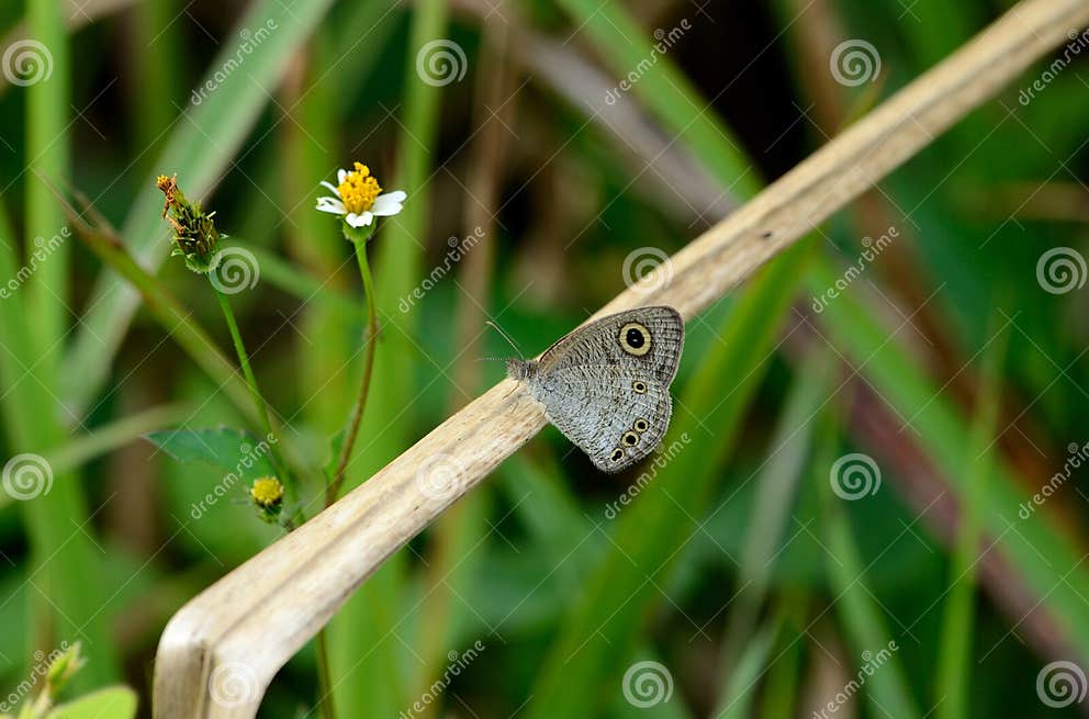 Common Four-ring butterfly stock photo. Image of outdoor - 27457056