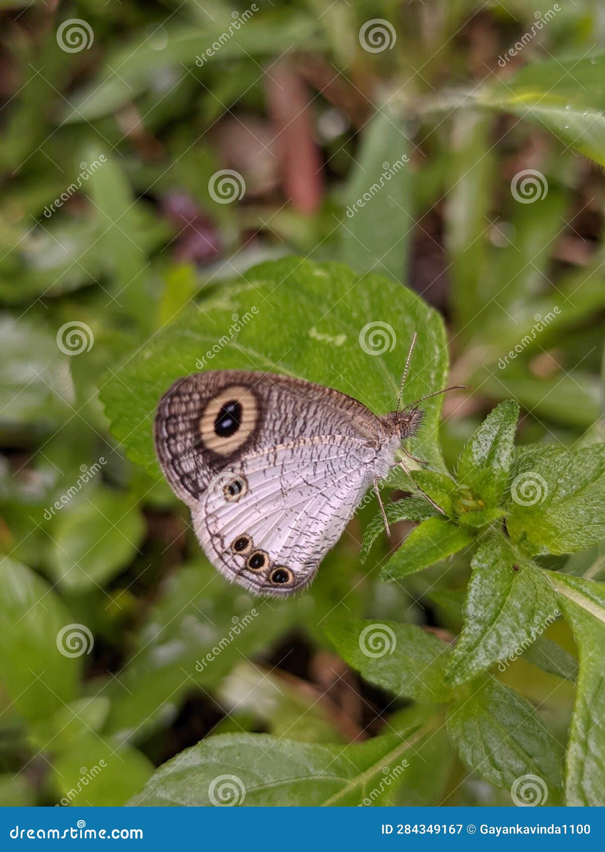 Common Four Ring Butterfly stock image. Image of nature - 284349167