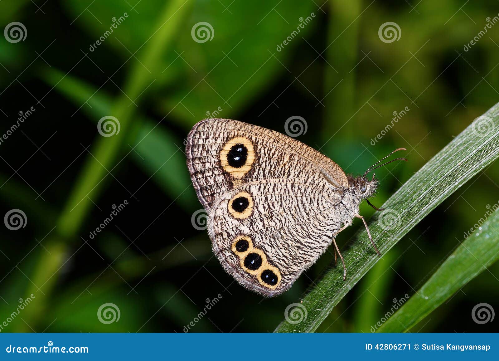 The Common Four-ring Butterfly Stock Image - Image of biological, green ...