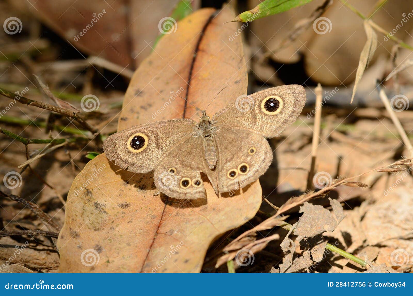 Common Four-ring Butterfly (Ypthima Similis) Stock Photo - Image of ...