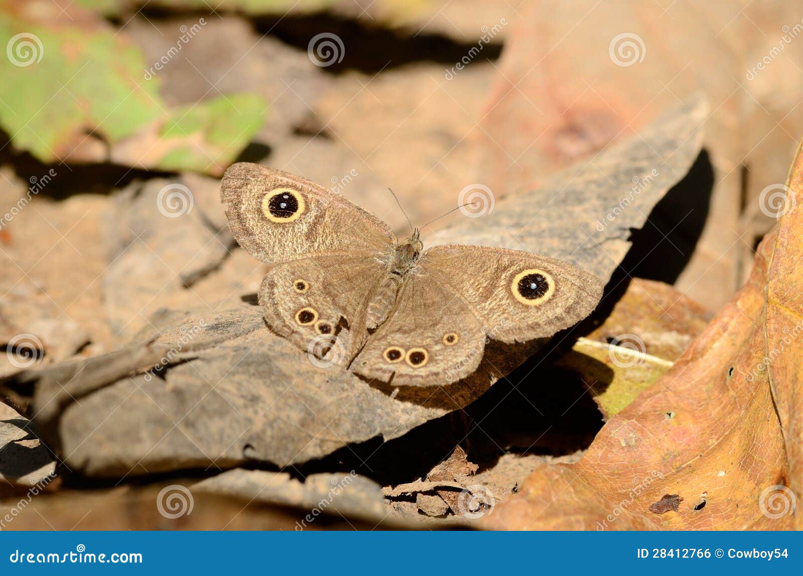 Common Four-ring Butterfly (Ypthima Similis) Stock Photo - Image of ...