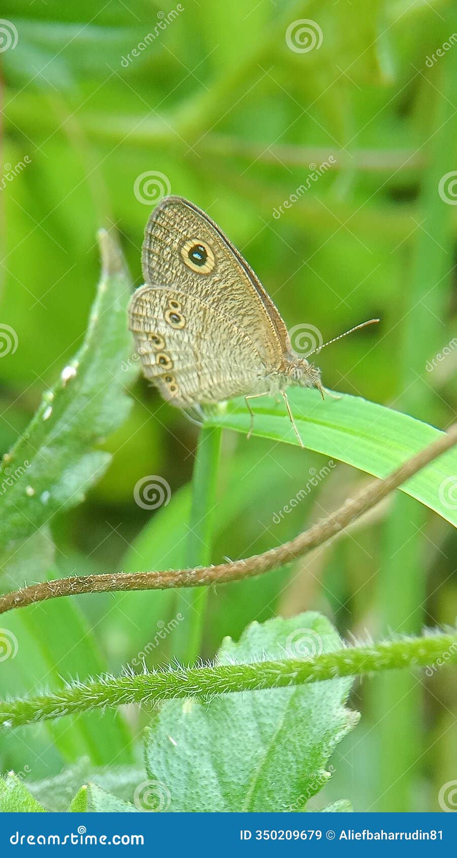 Common Four-ringed Butterfly & X28;Ypthima Huebneri& X29; Stock Image ...