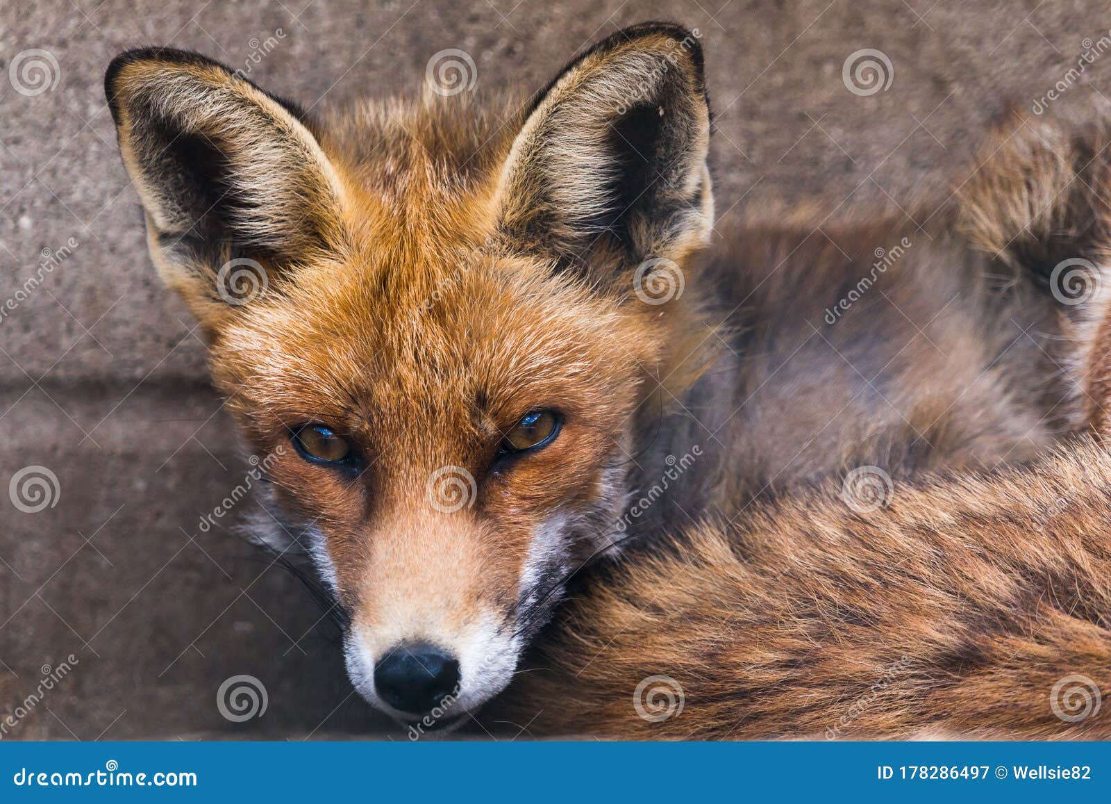 Common Fox Facing the Camera Stock Image - Image of alert, eyes: 178286497