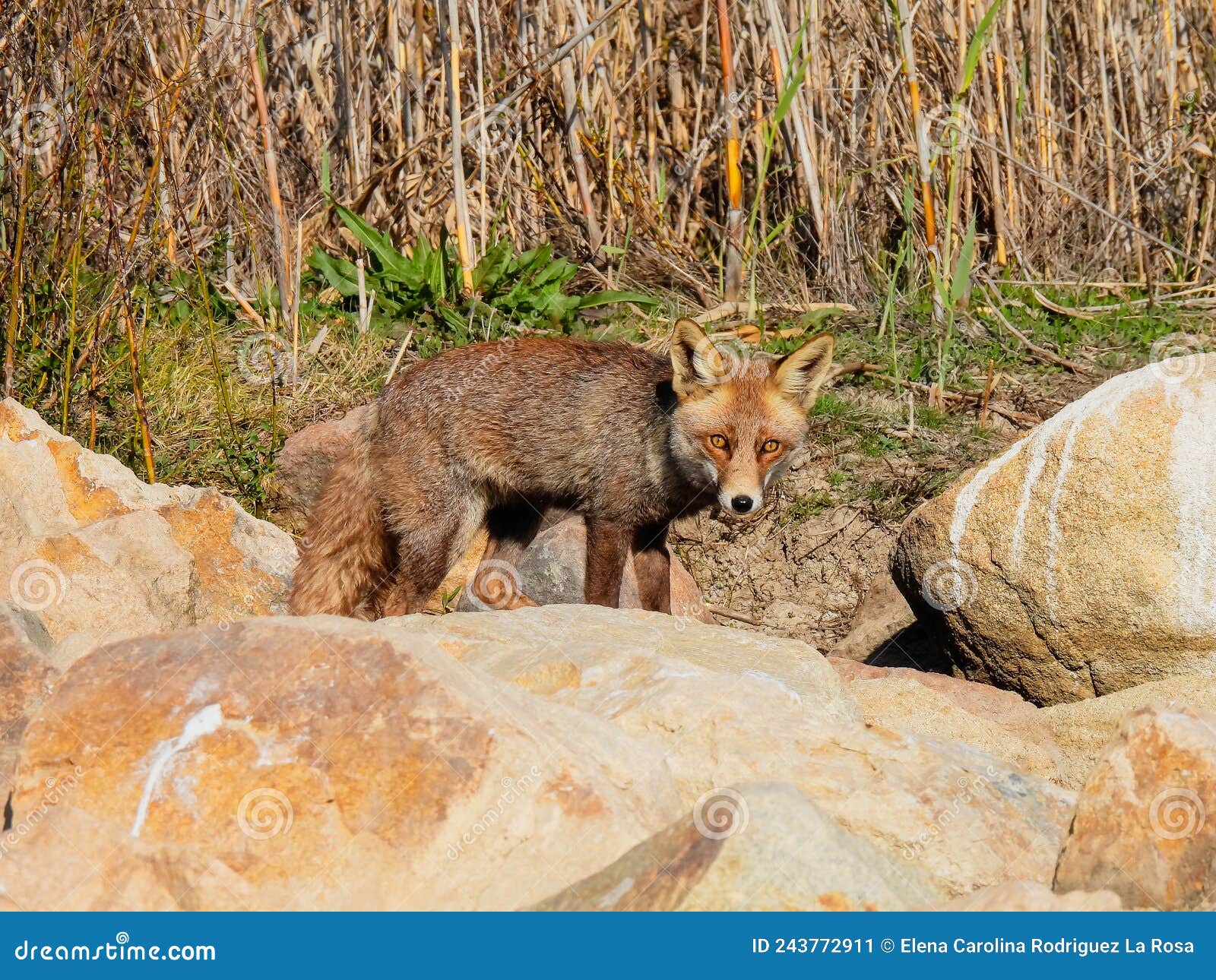 The Common Fox or Red Fox Vulpes Vulpes Stock Image - Image of close ...