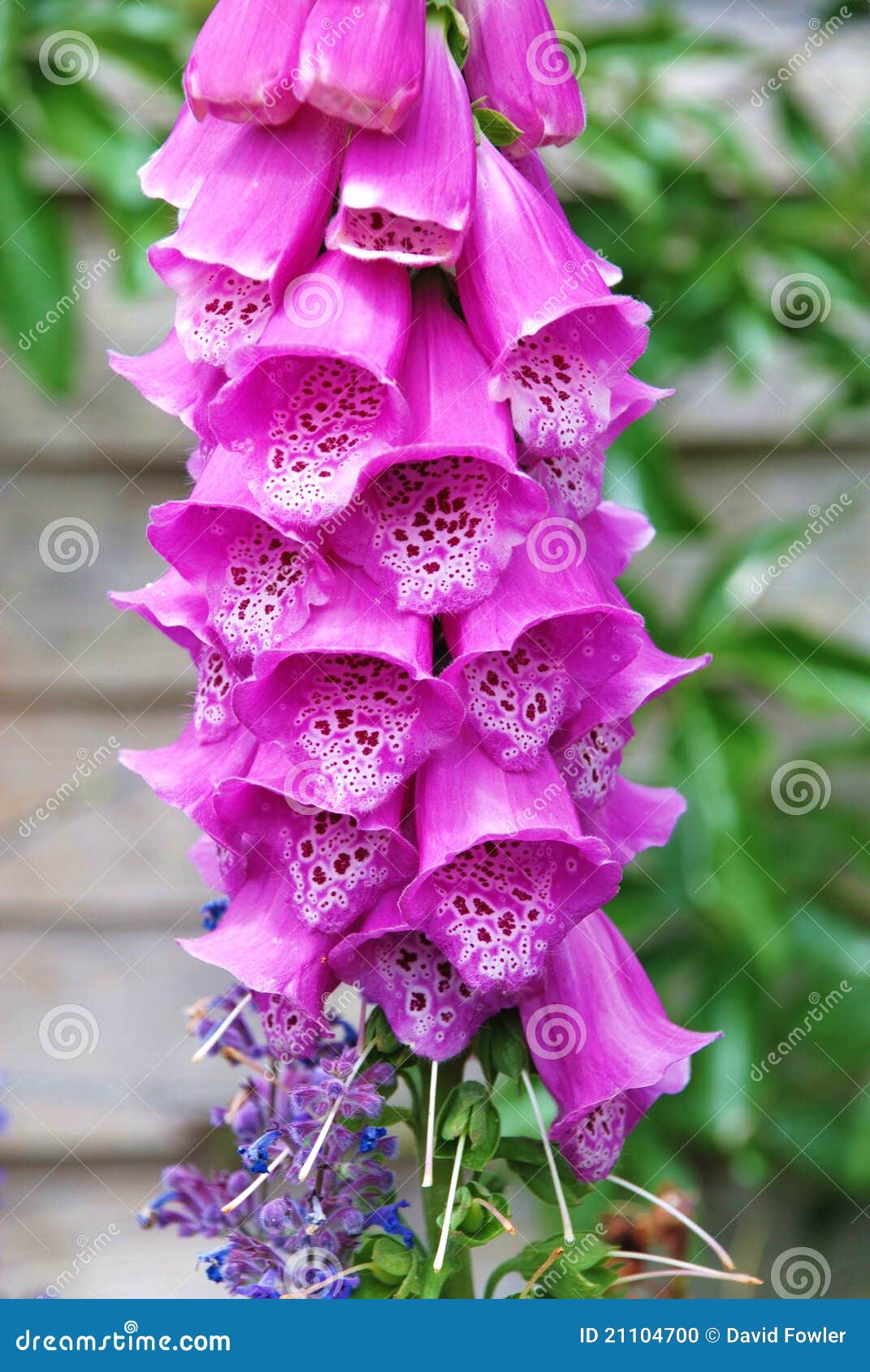 Common Foxglove stock photo. Image of foxglove, flora - 21104700