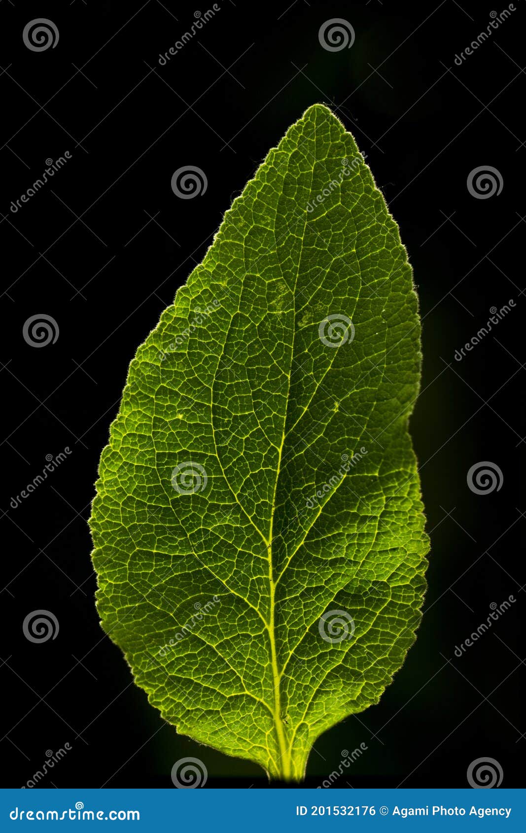 Common Foxglove, Digitalis Purpurea Stock Photo - Image of green ...