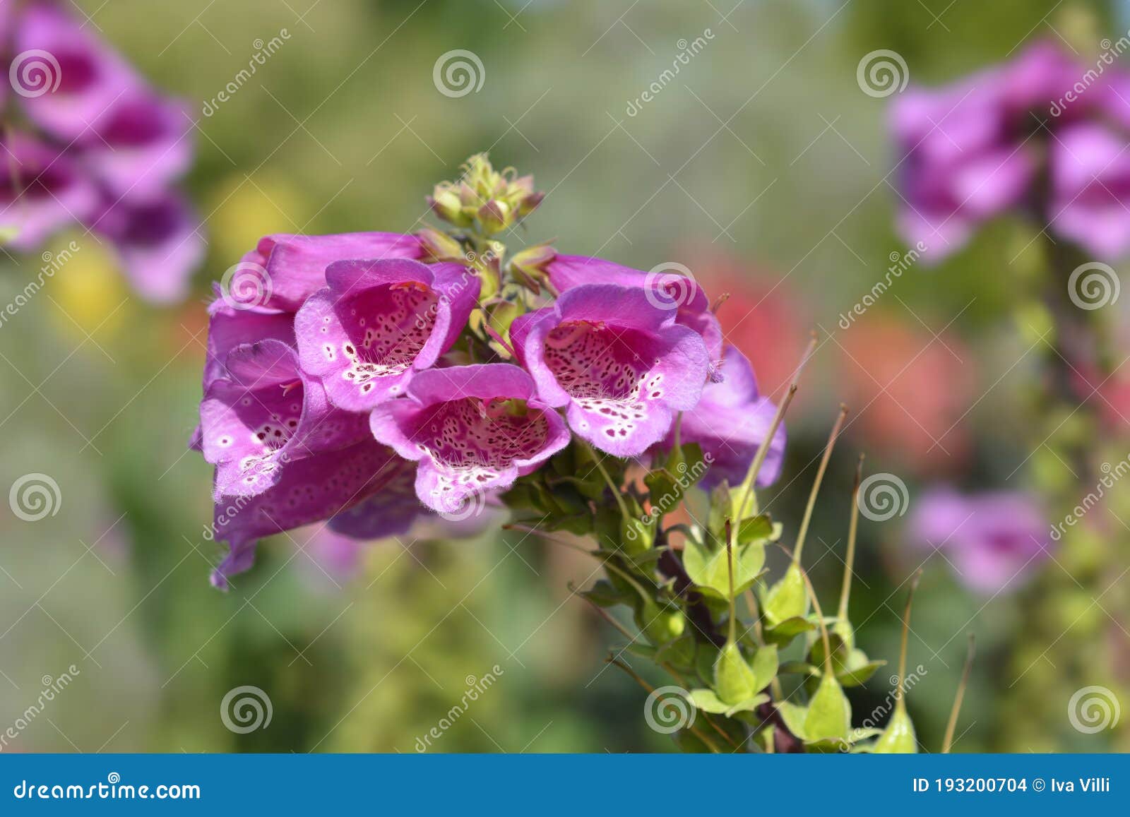 Common Foxglove stock photo. Image of foxglove, summer - 193200704