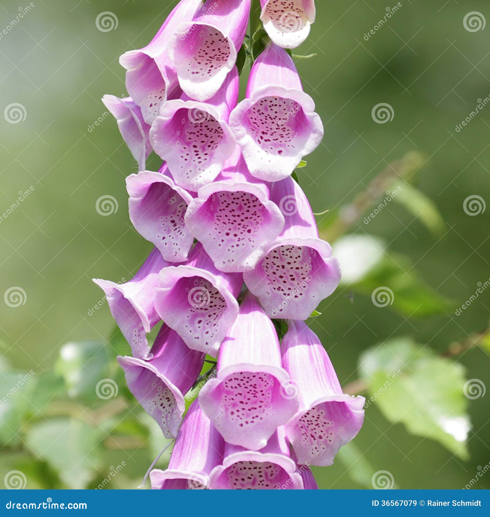 Common foxglove stock image. Image of botanical, glove - 36567079