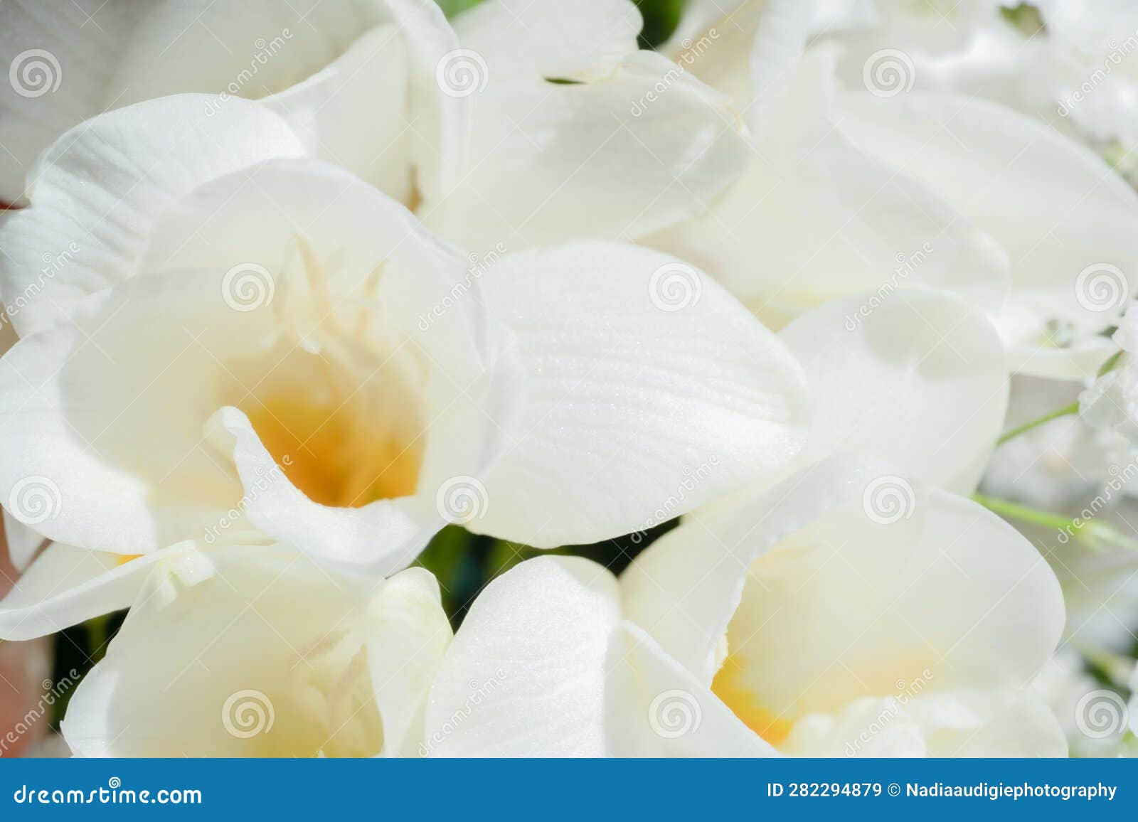 Common freesia refracta stock image. Image of closeup - 282294879