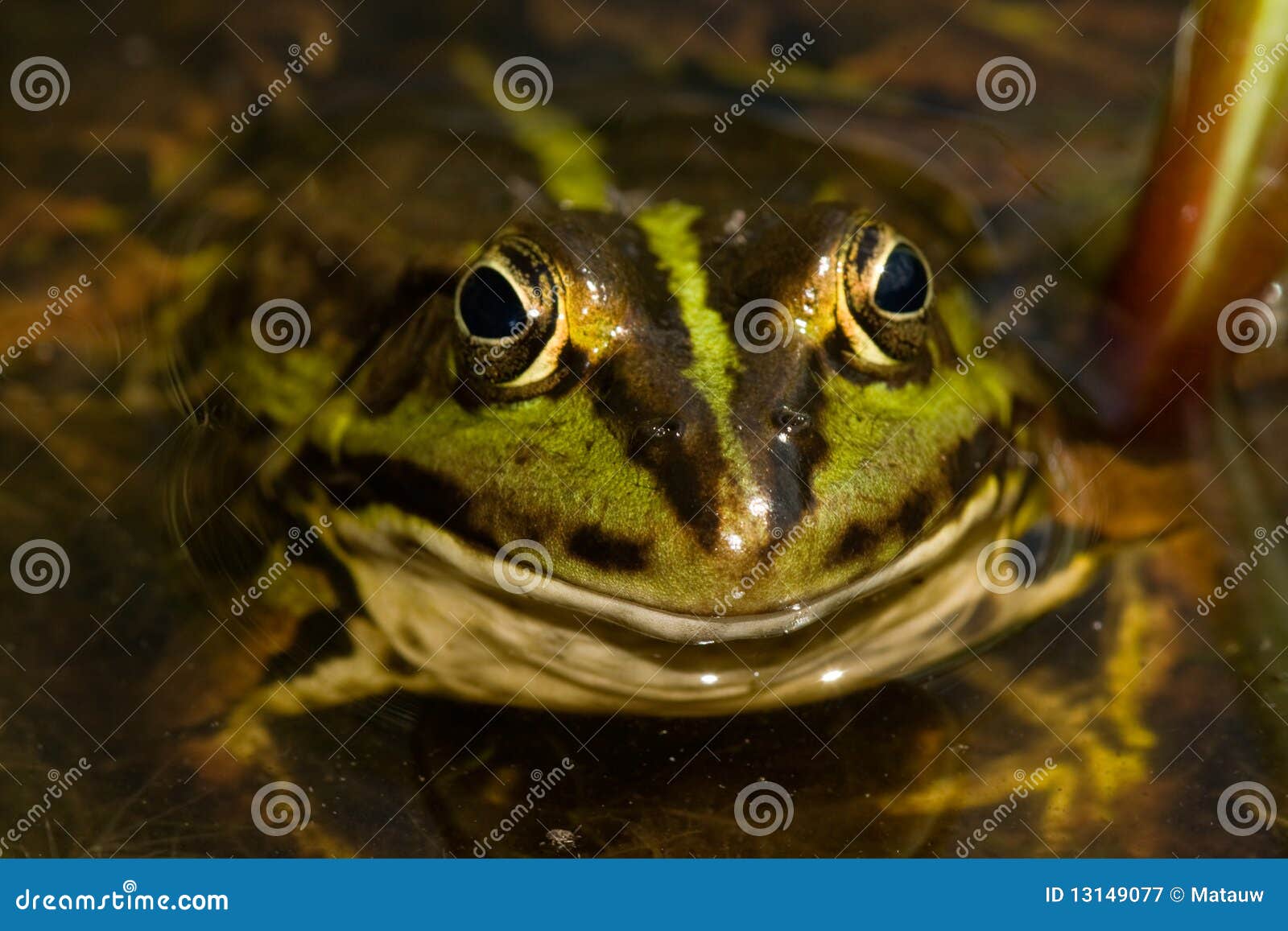 Common Frog stock image. Image of closeup, water, nature - 13149077