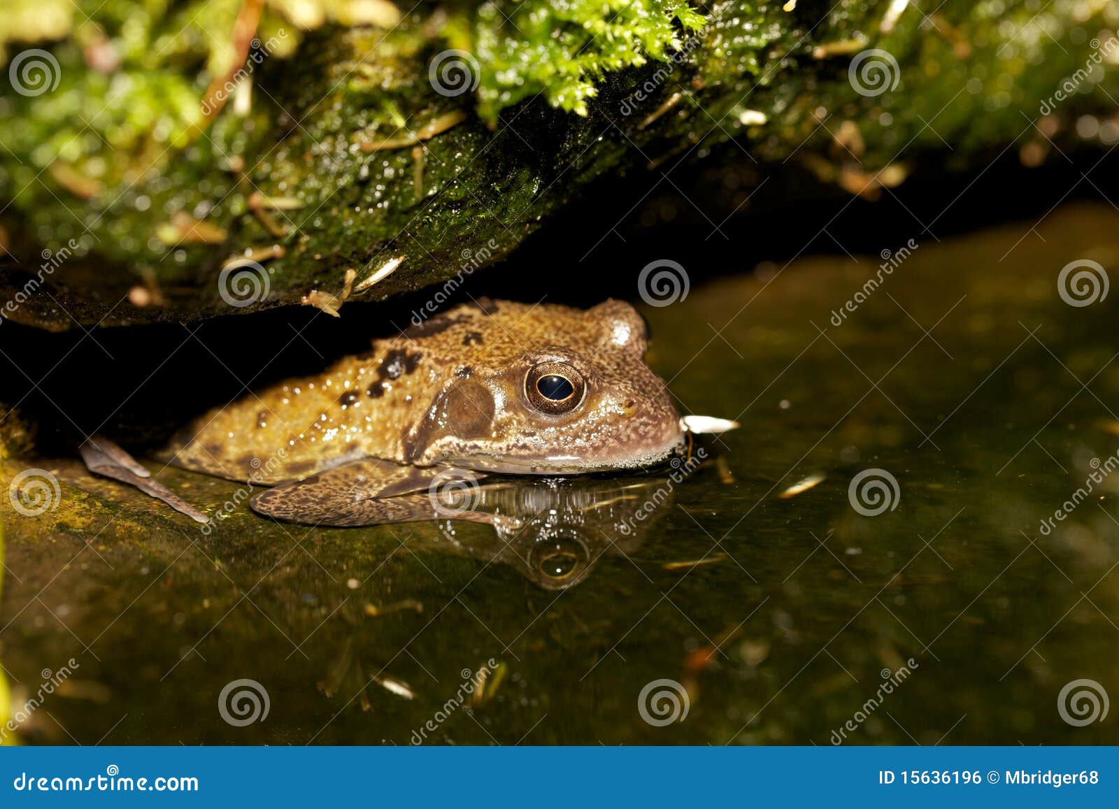 Common frog stock photo. Image of wildlife, colorful - 15636196
