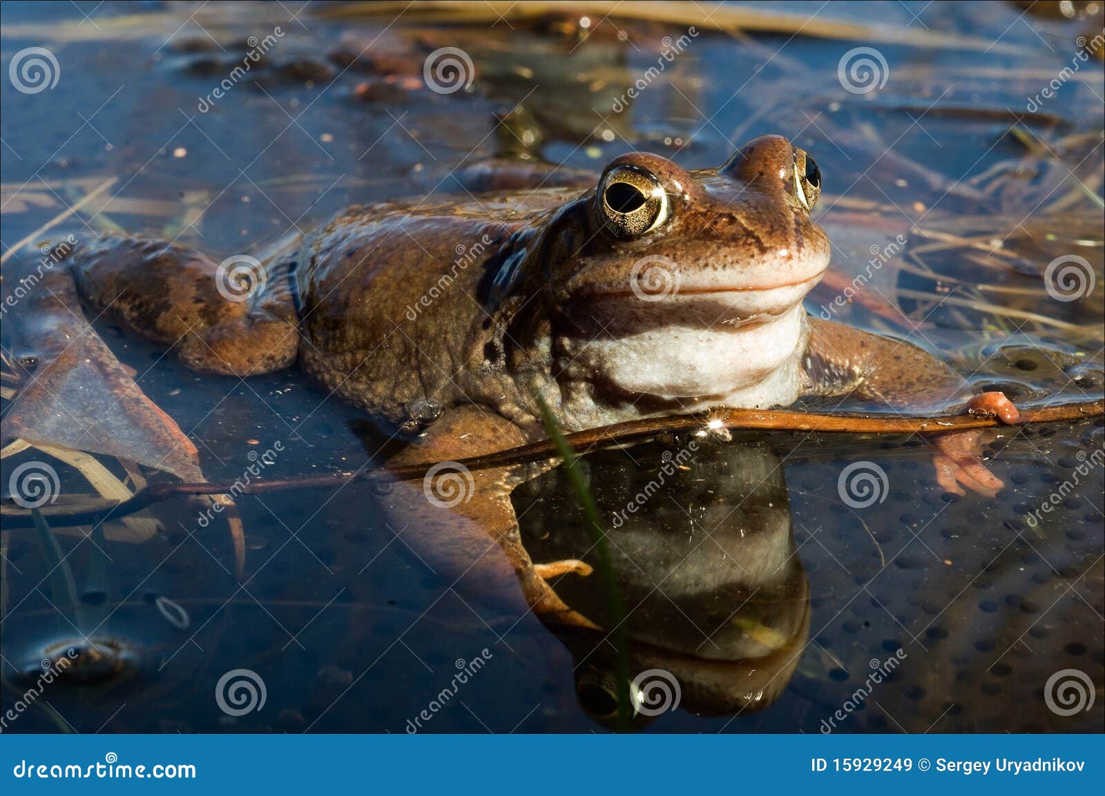 The Common Frog. stock image. Image of biology, close - 15929249