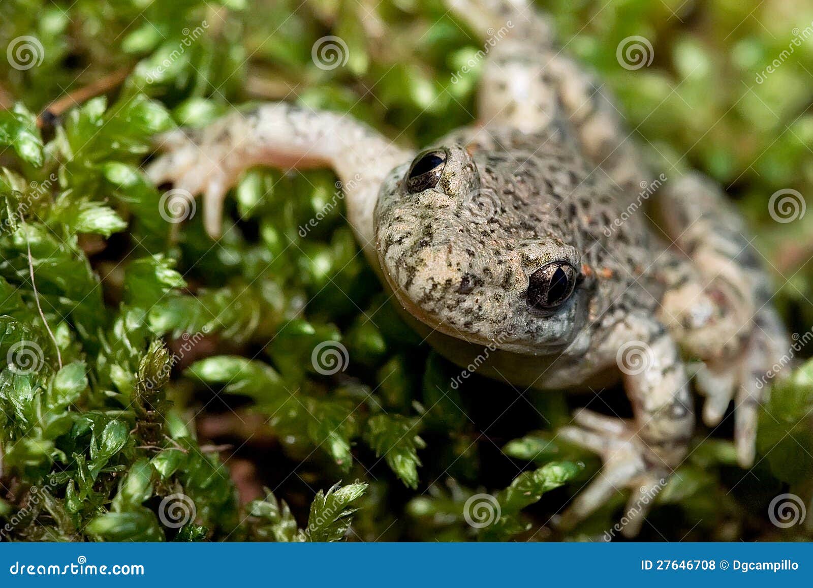 Common frog stock photo. Image of closeup, background - 27646708