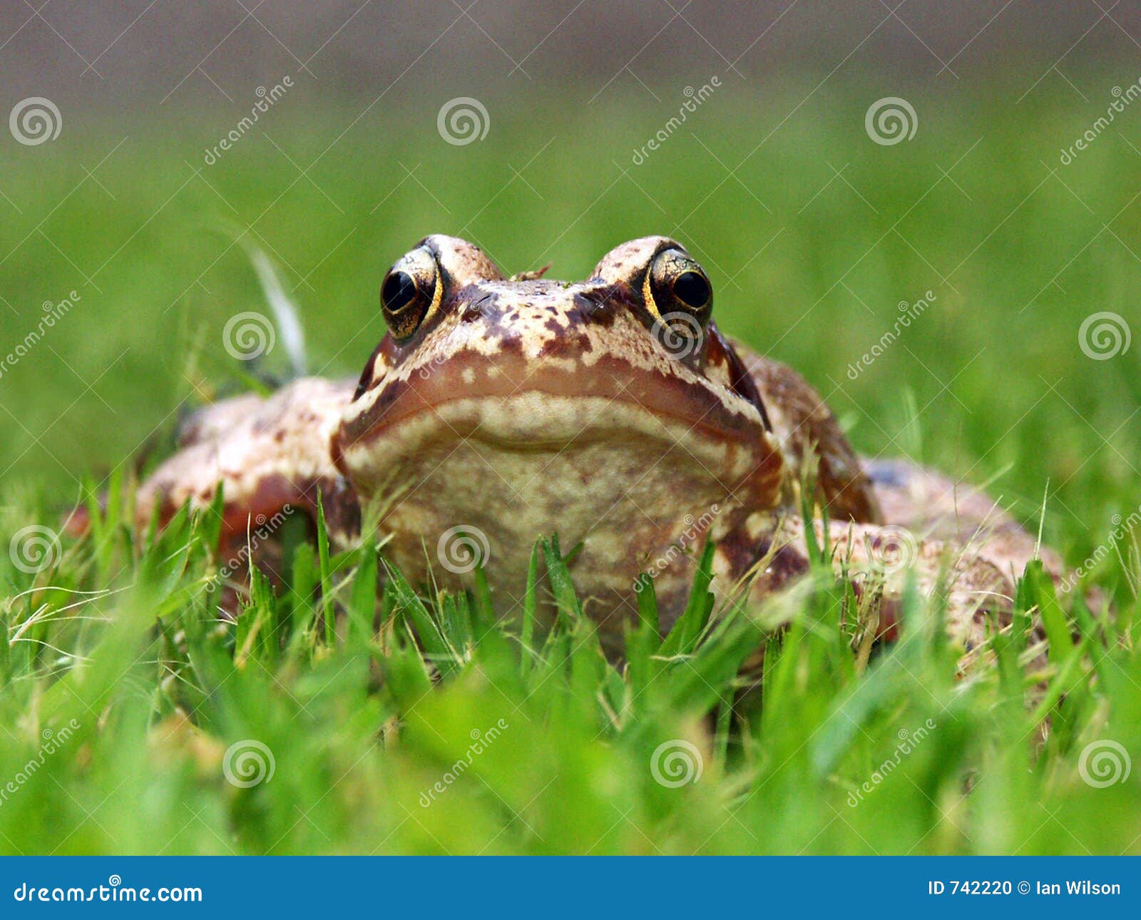 Common Frog stock photo. Image of beautiful, pinfoldphotos - 742220