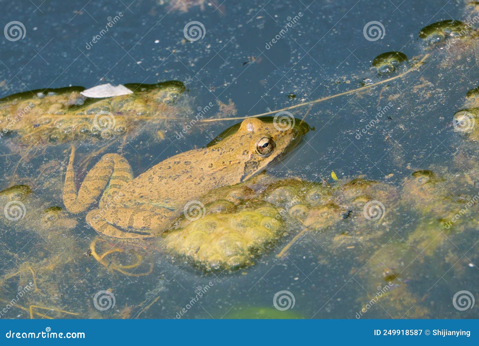 Common frog stock image. Image of life, common, nature - 249918587