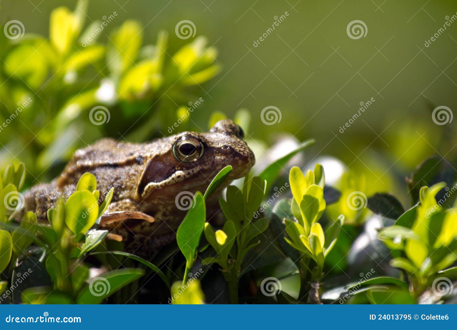 Common frog on buxus bush stock image. Image of buxus - 24013795
