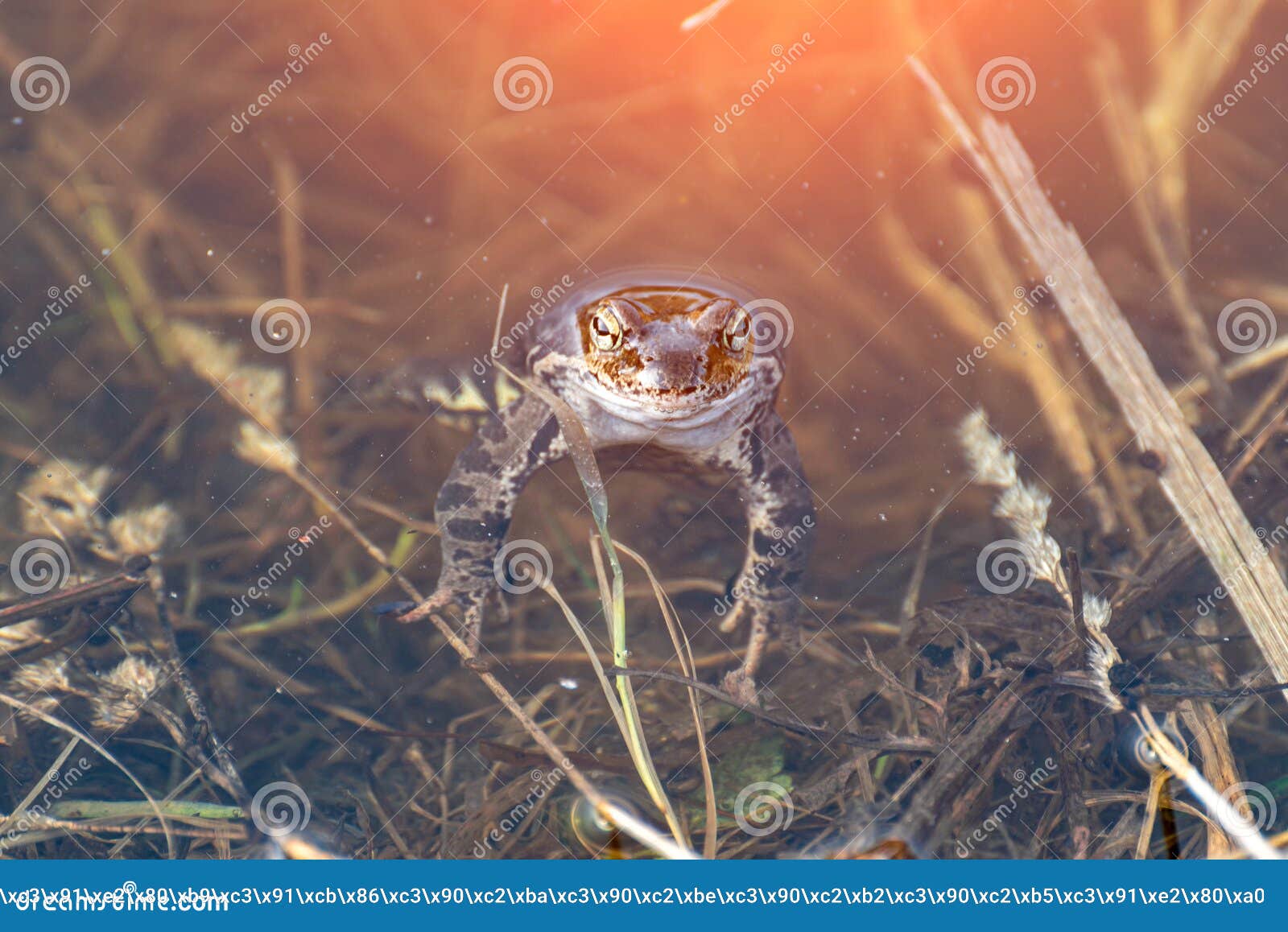 Common Frog in a Clear Puddle Stock Image - Image of singing, breeding ...