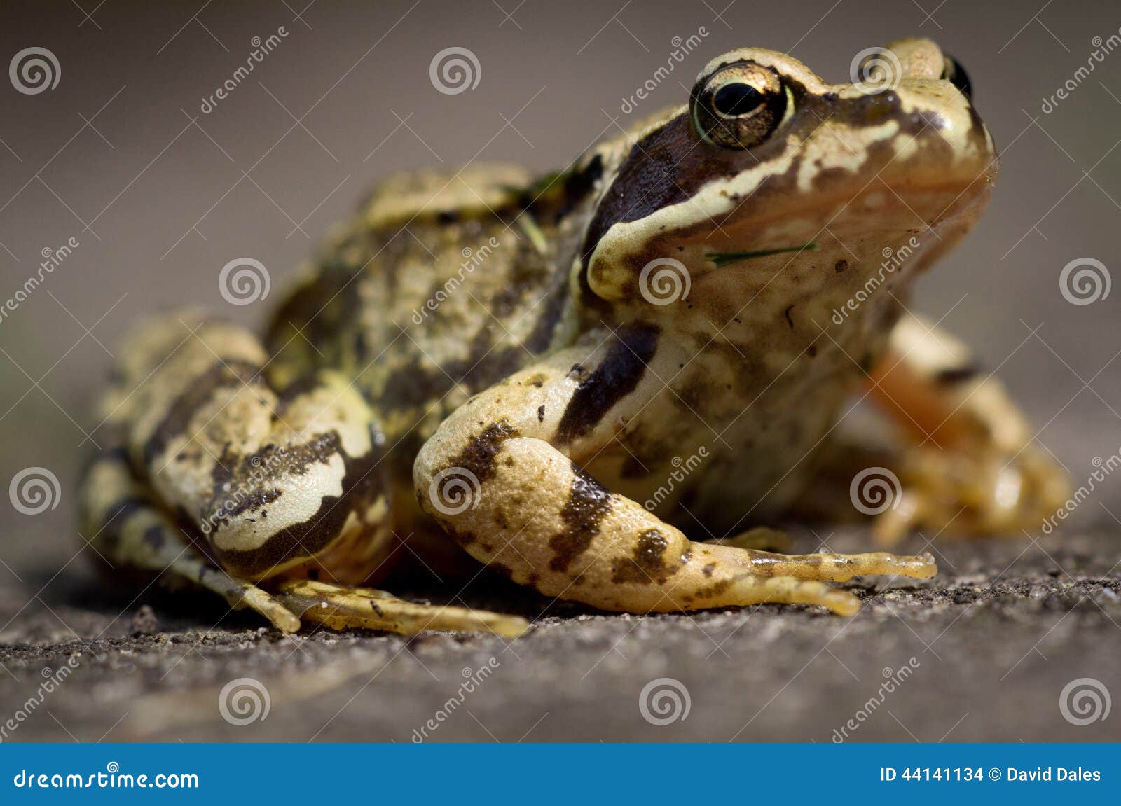Common Frog Rana Temporaria, Also Known As The European Common Frog On ...