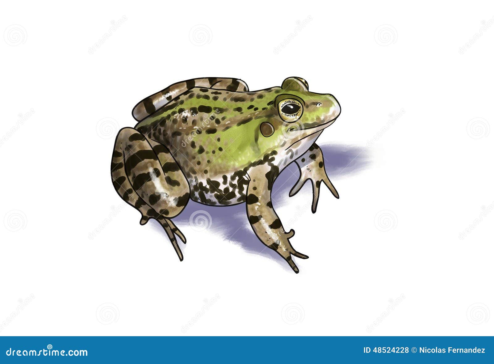 Common frog stock illustration. Illustration of biology - 48524228